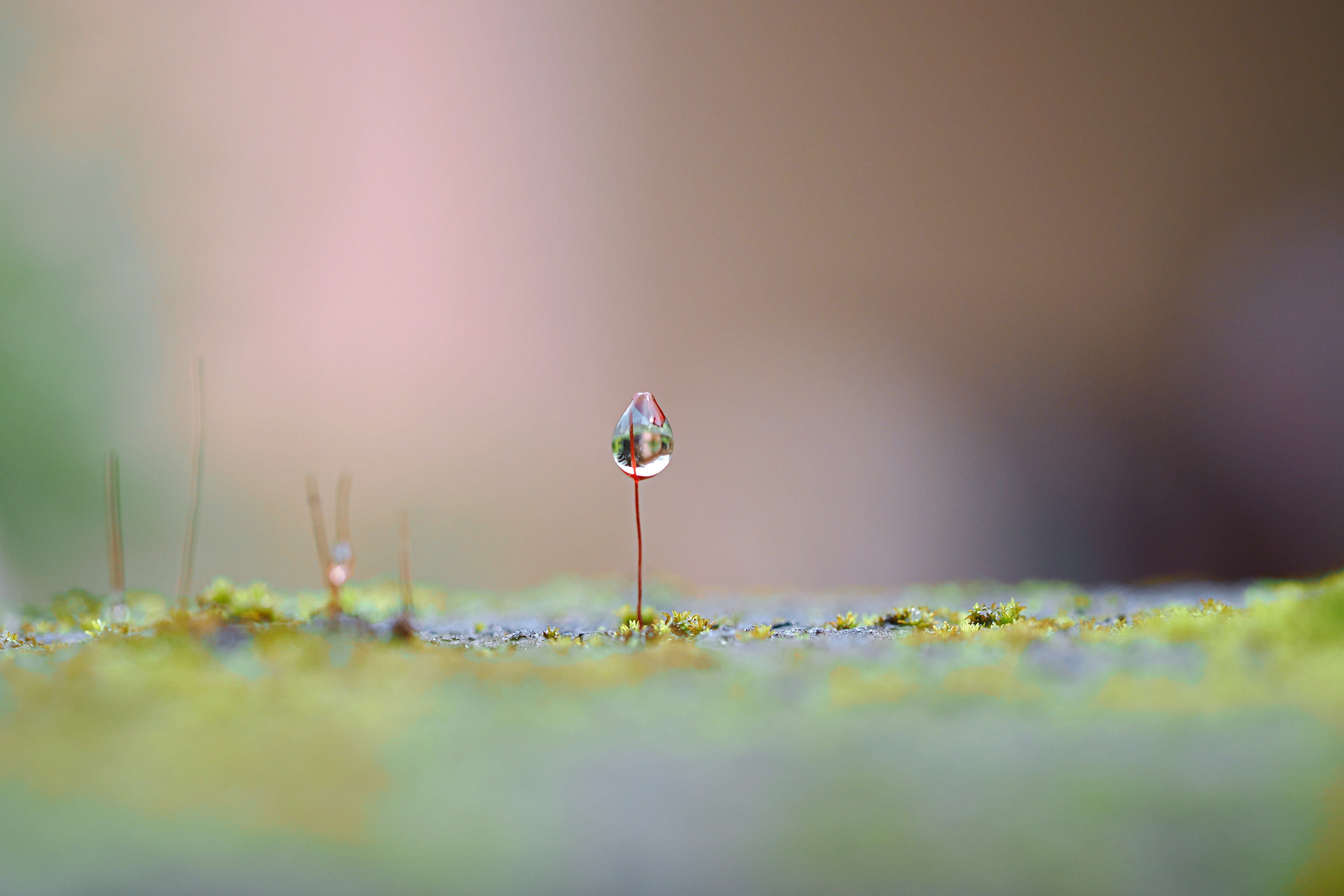 A Dawn-Trimmed Droplet Crowned by a Tiny Spine