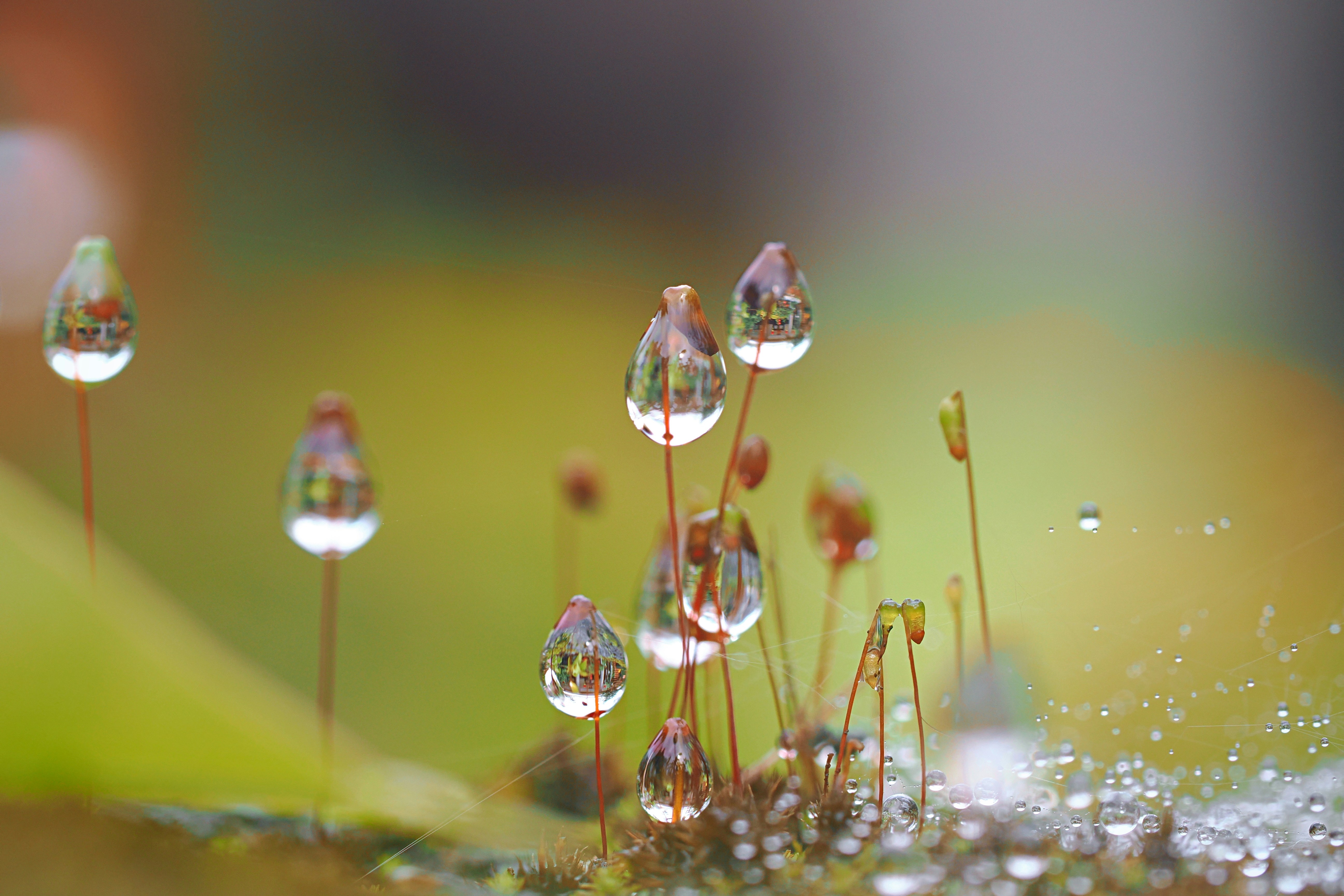 Droplets on Tiny Stalks: A Macro Forest of Glass and Light