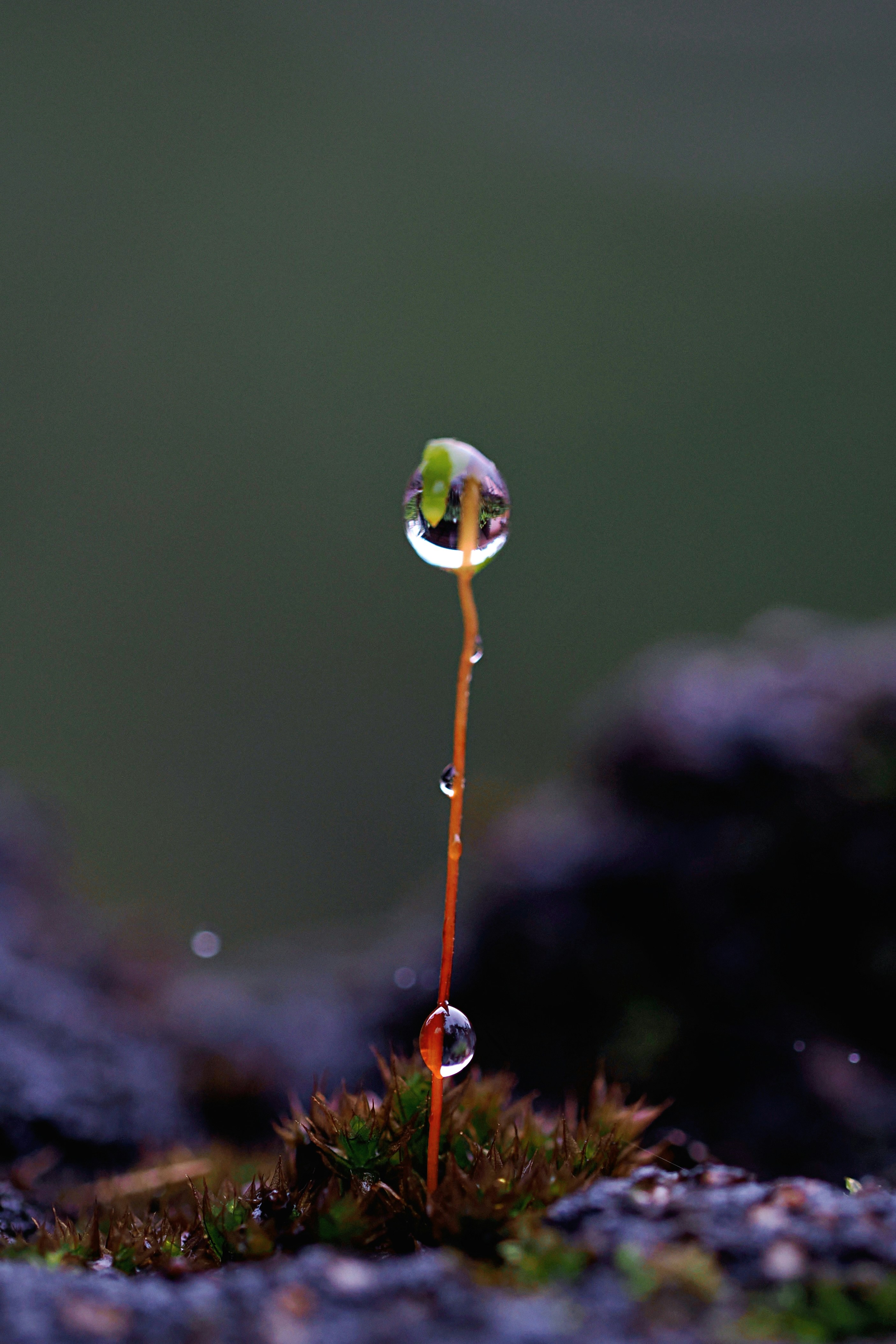 A single dewdrop on a slender stem, suspended in soft dusk light