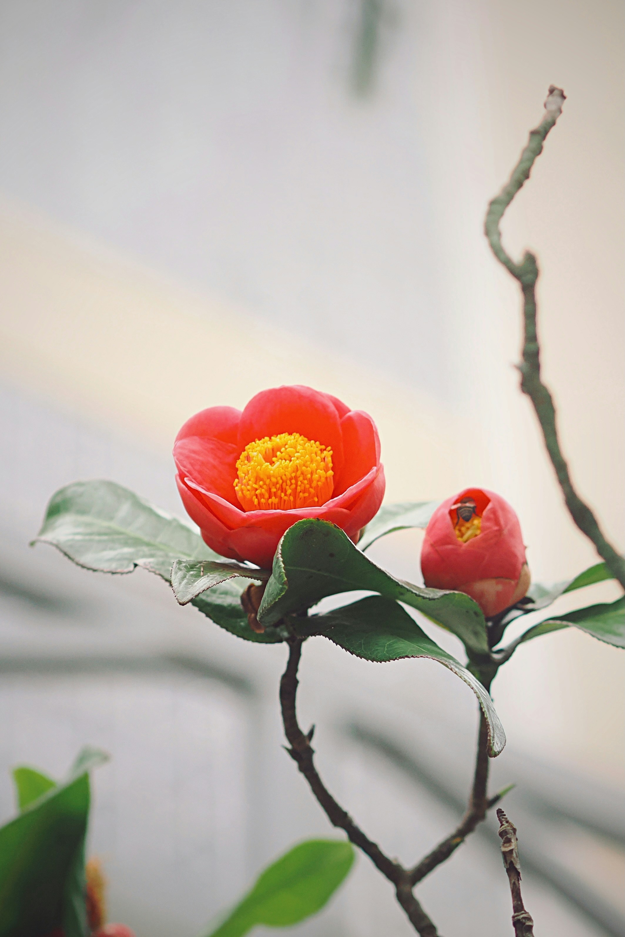 Red Camellia in Focus: A Delicate Bloom Against Soft Backlight