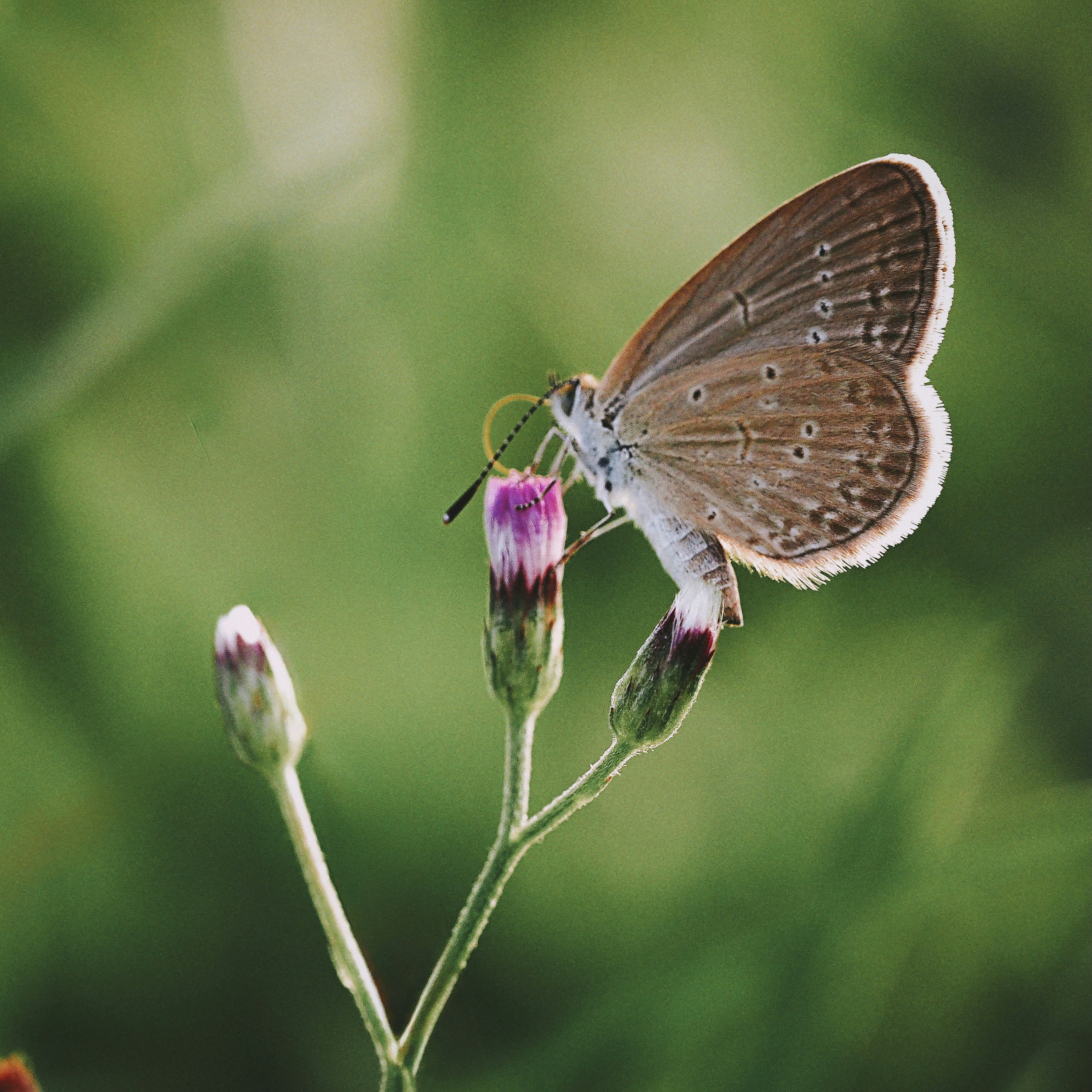 Butterfly on a Bud: A Close-Up Moment in Soft Focus