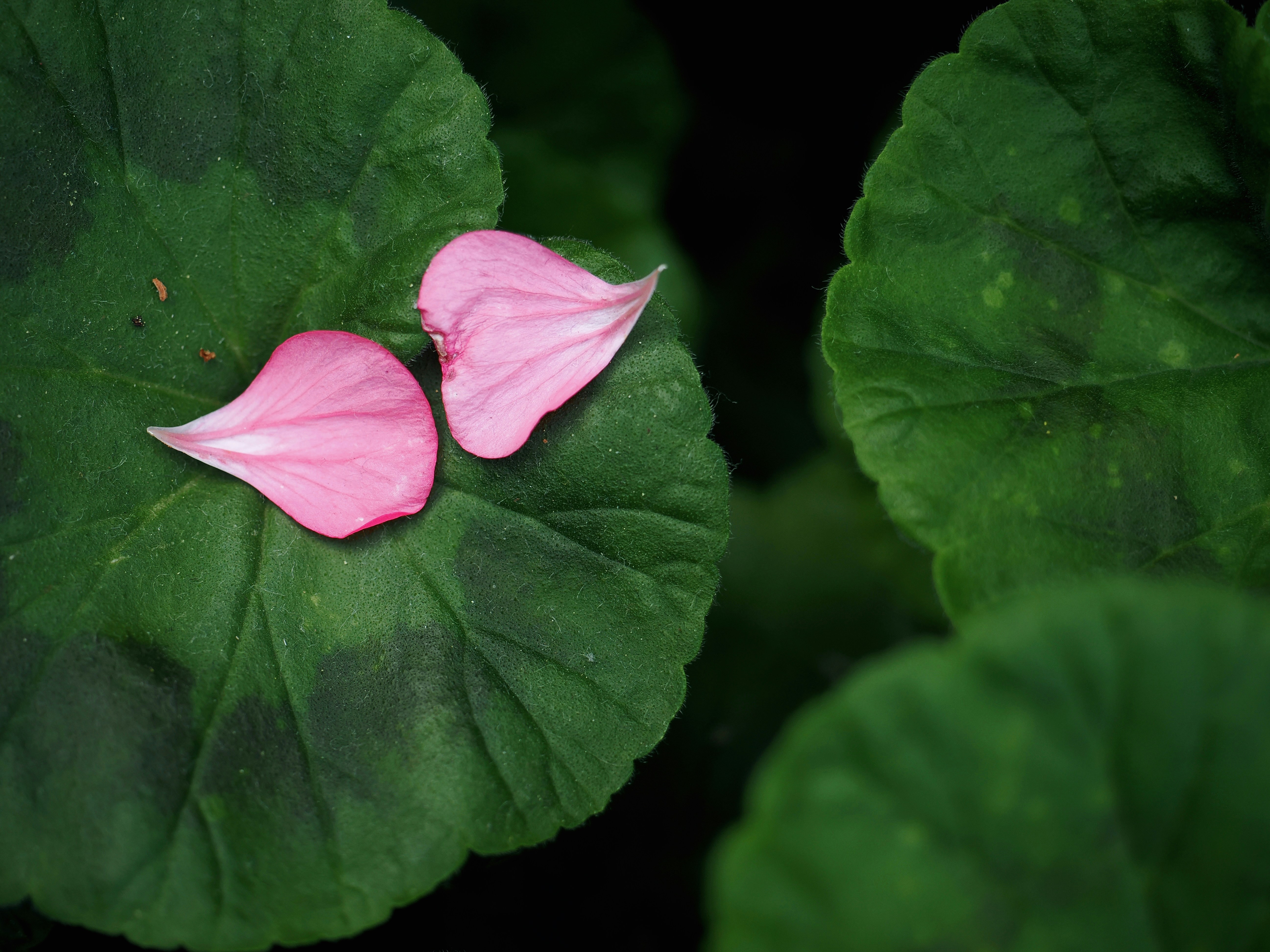 Petal Fragments on Broad Green Canvas