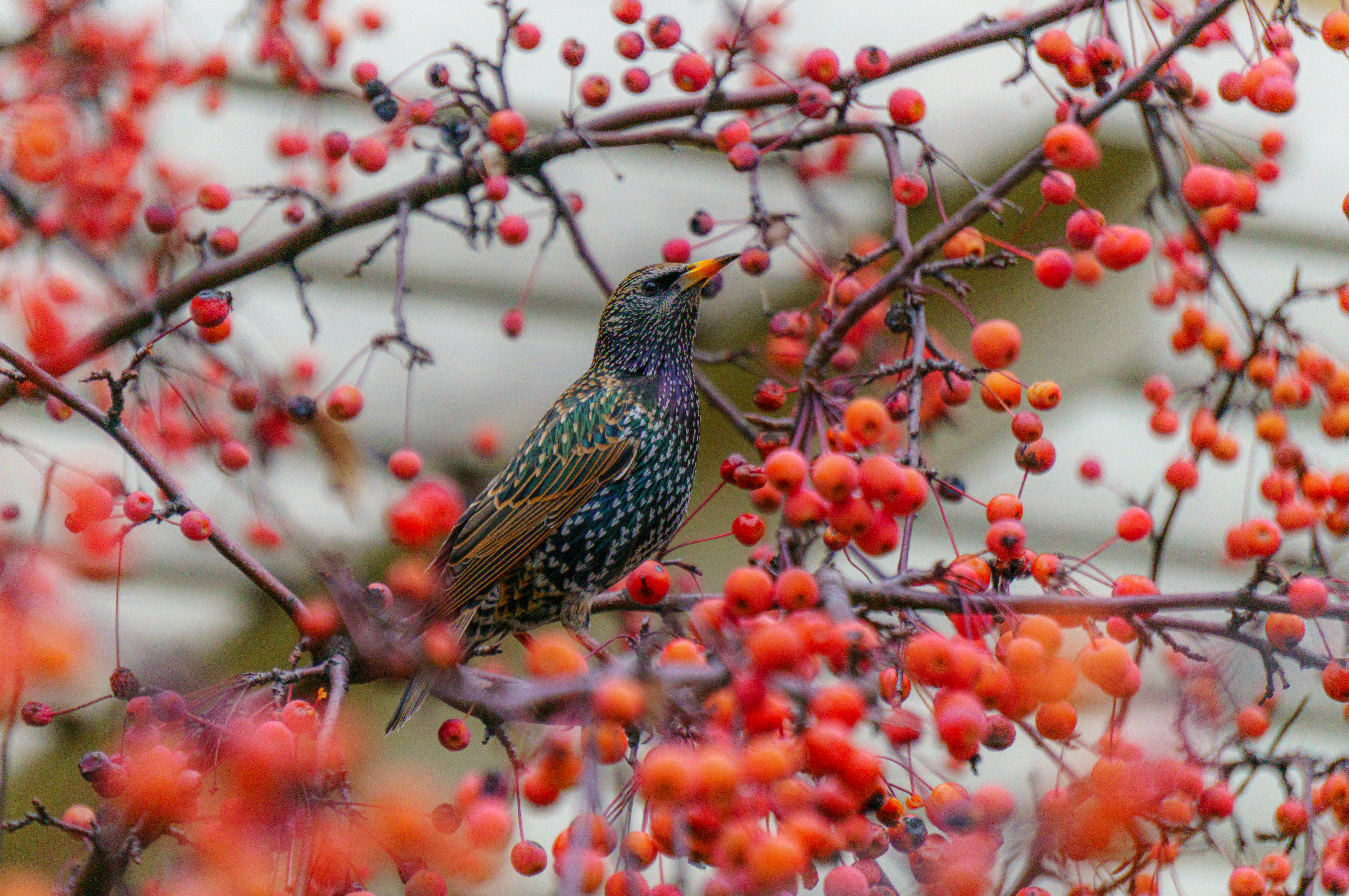 Fringed Throat on a Scarlet Bough