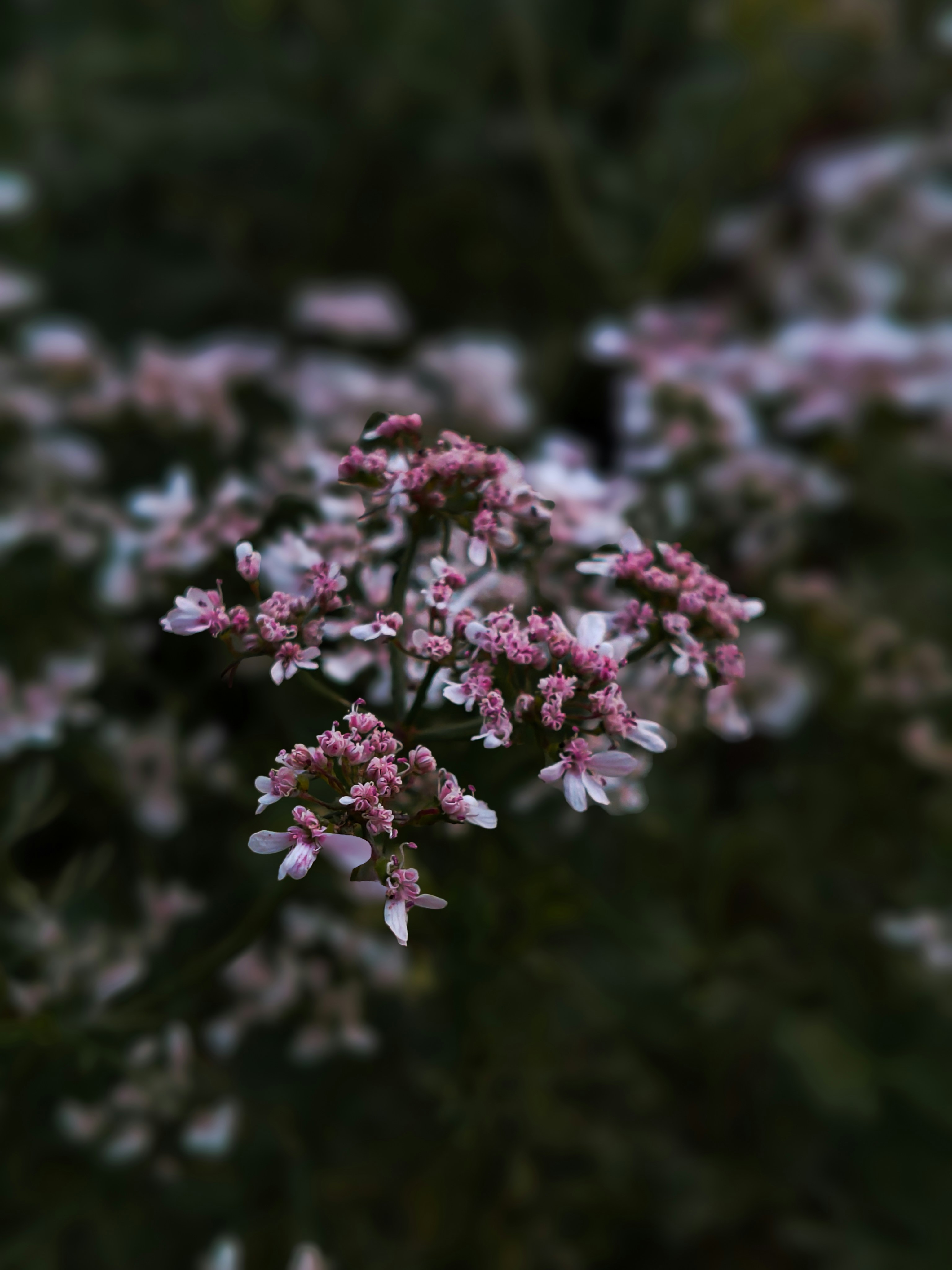 Delicate pink flowers bloom against a dark background
