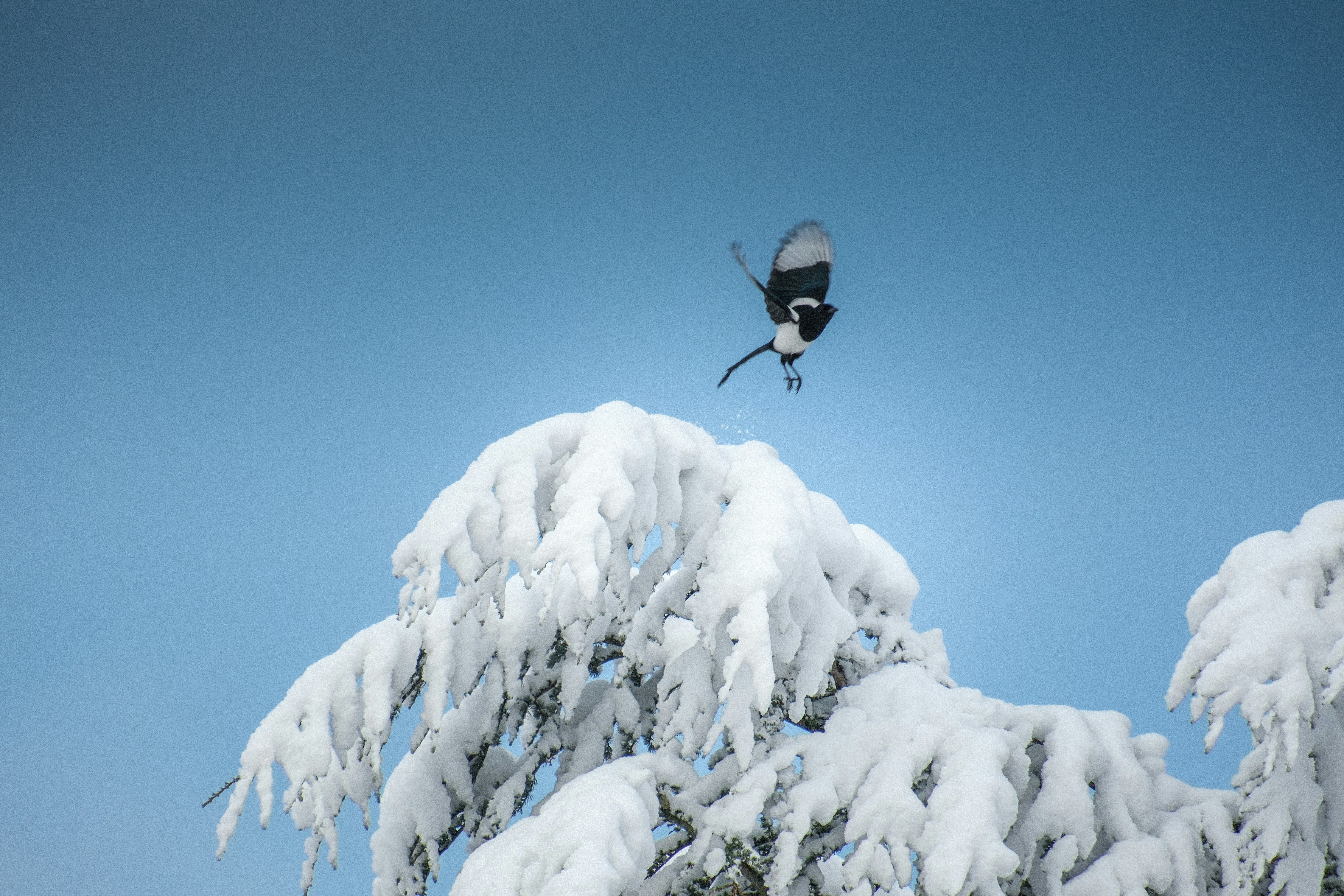 Snowbound Perch: A lone bird lifts off from a frosted pine crown