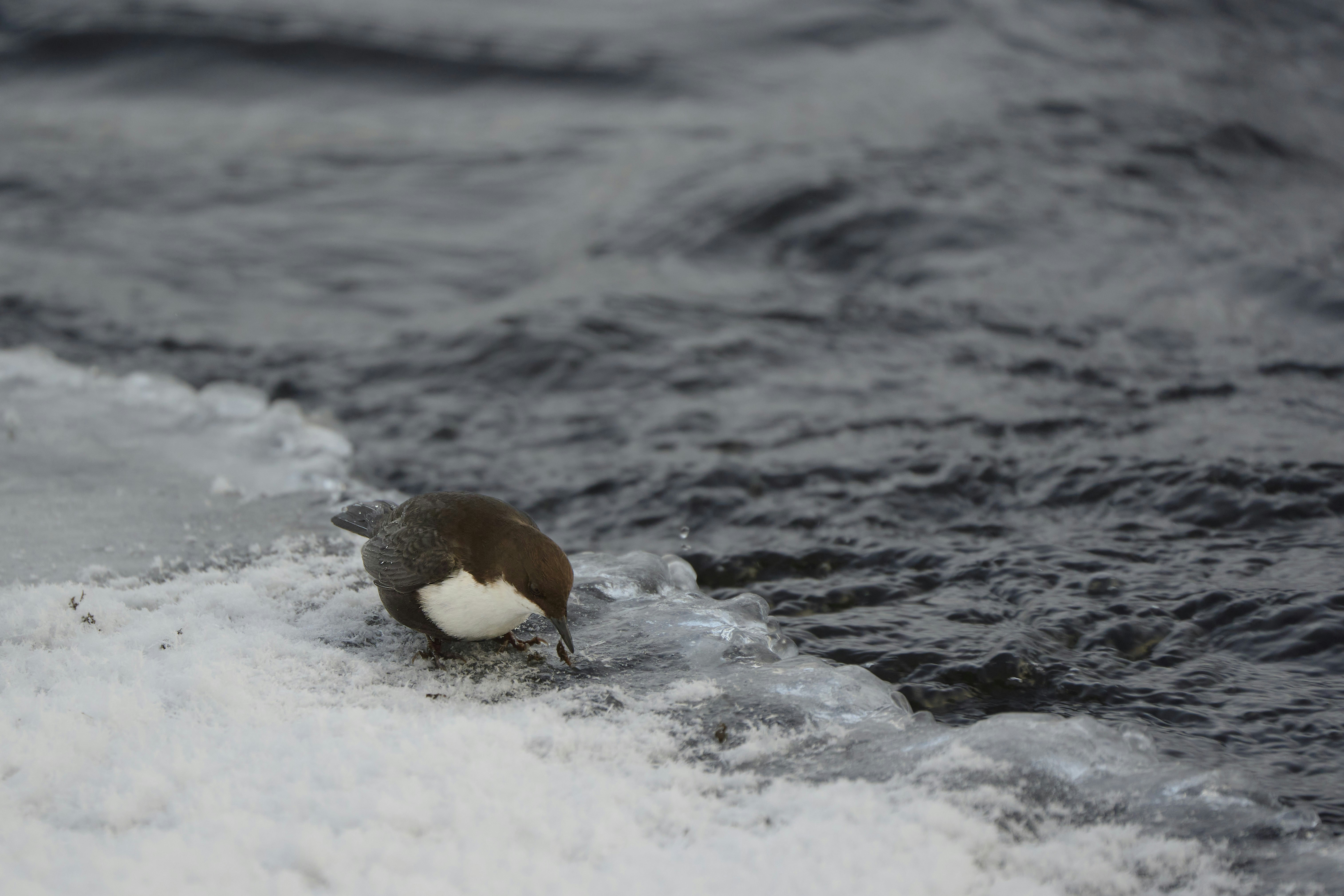Snowline Shuffle: A Little Dipper by the River Edge