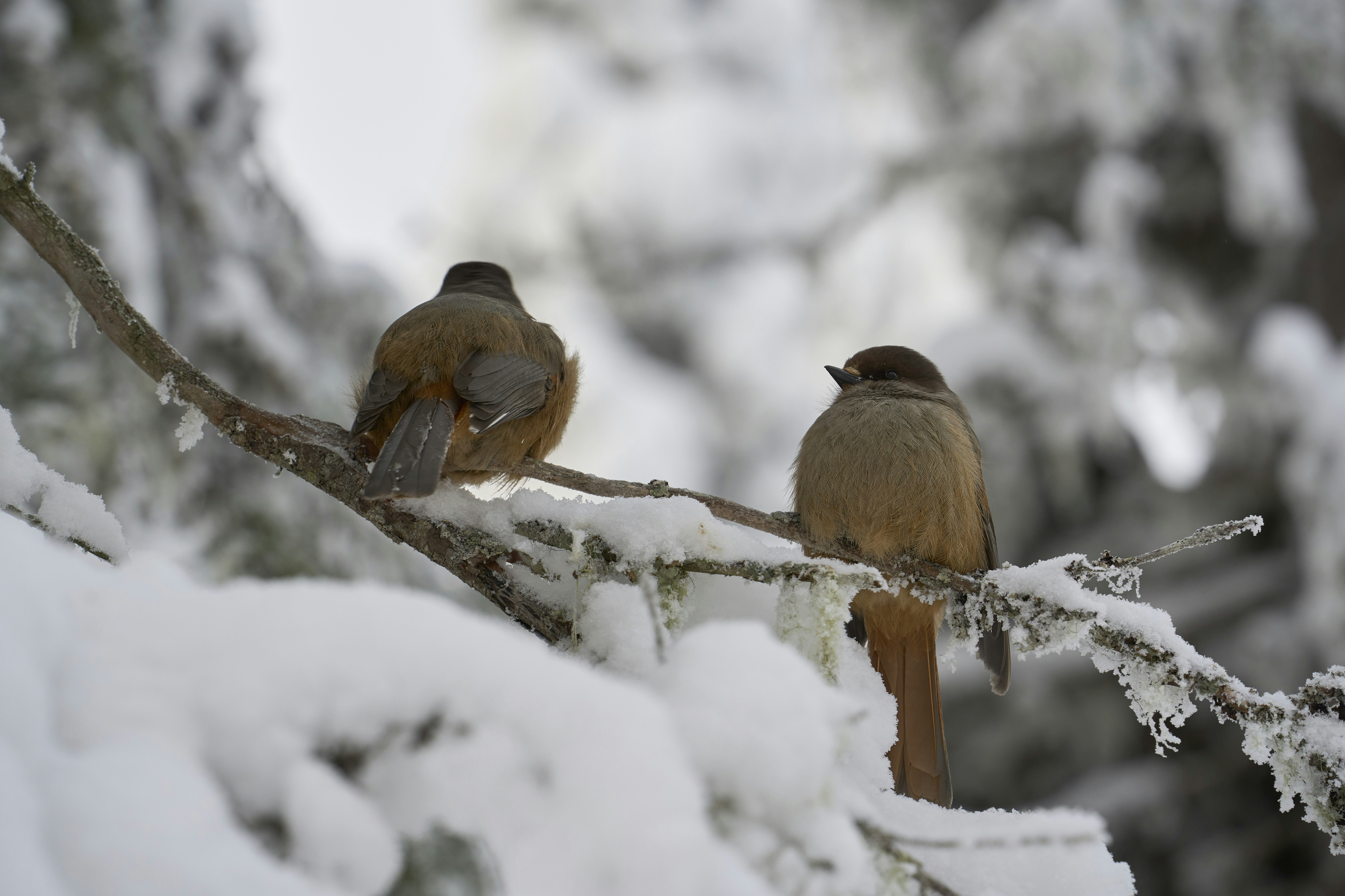 Two Winter-Tone Sparrows Perched on Snow-Covered Branch