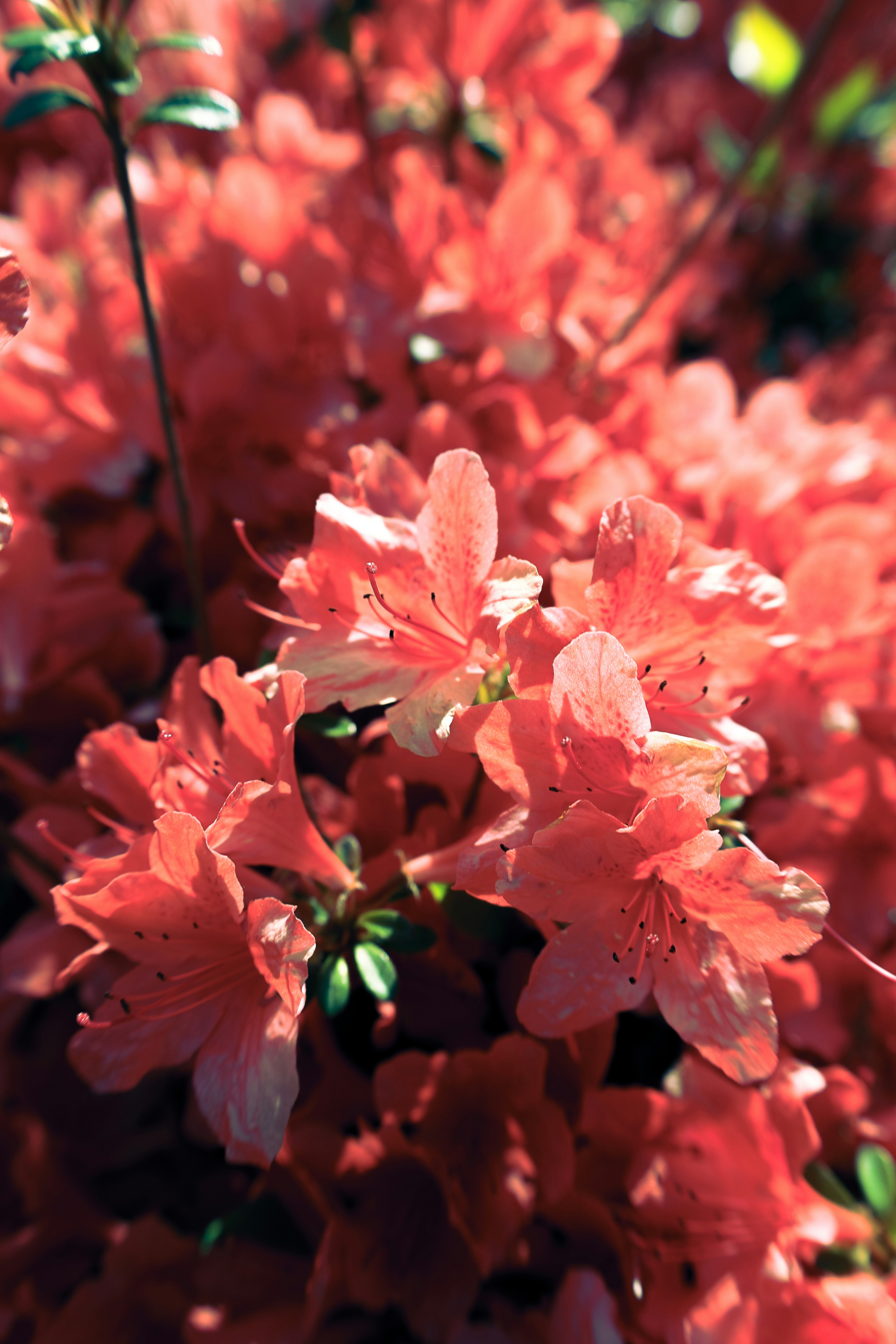Blushing Cluster: a close portrait of coastal azalea blossoms