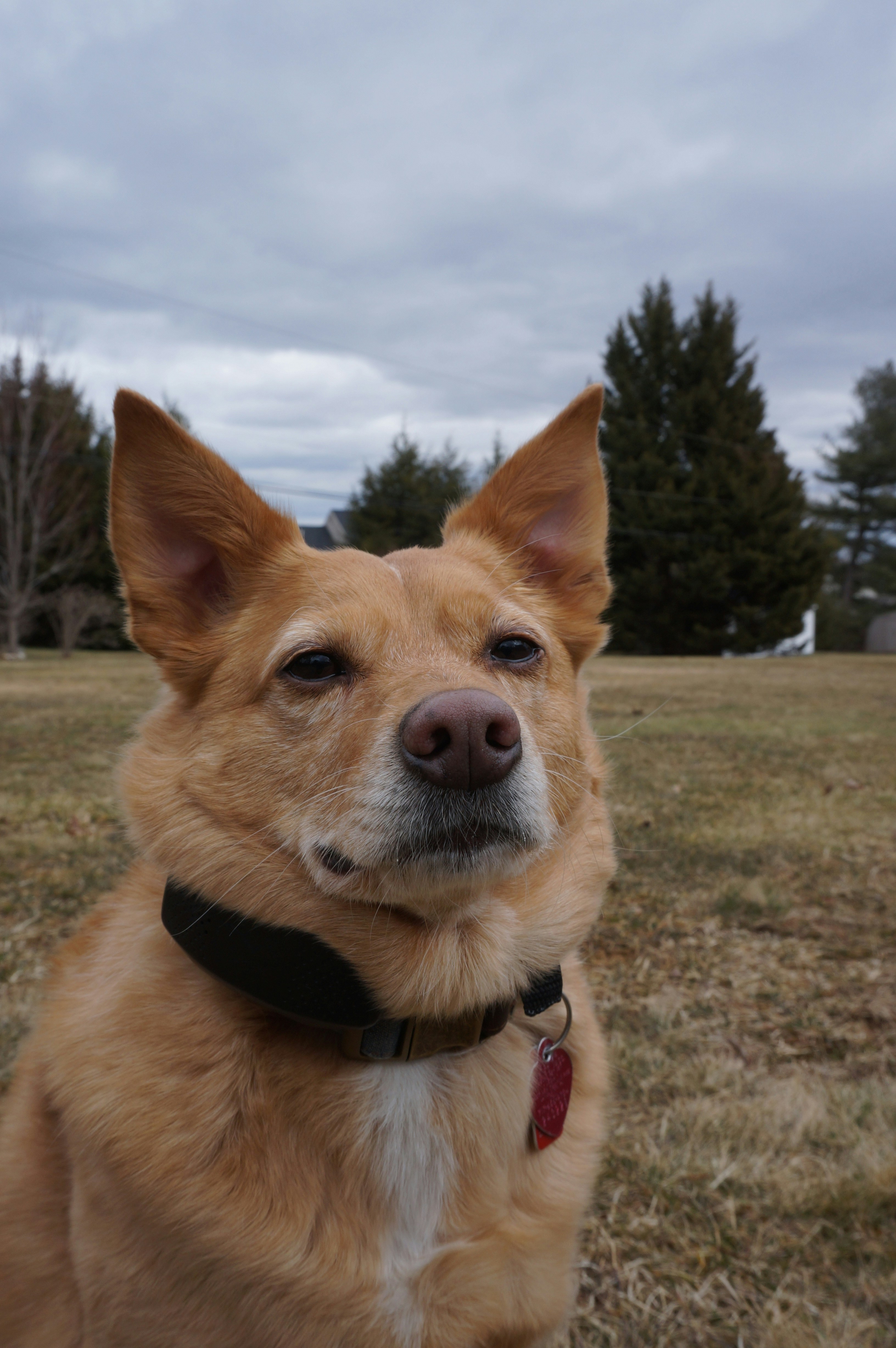 Serene Inspect: Close-Up of a Beagle in a Park on a Cloudy Day