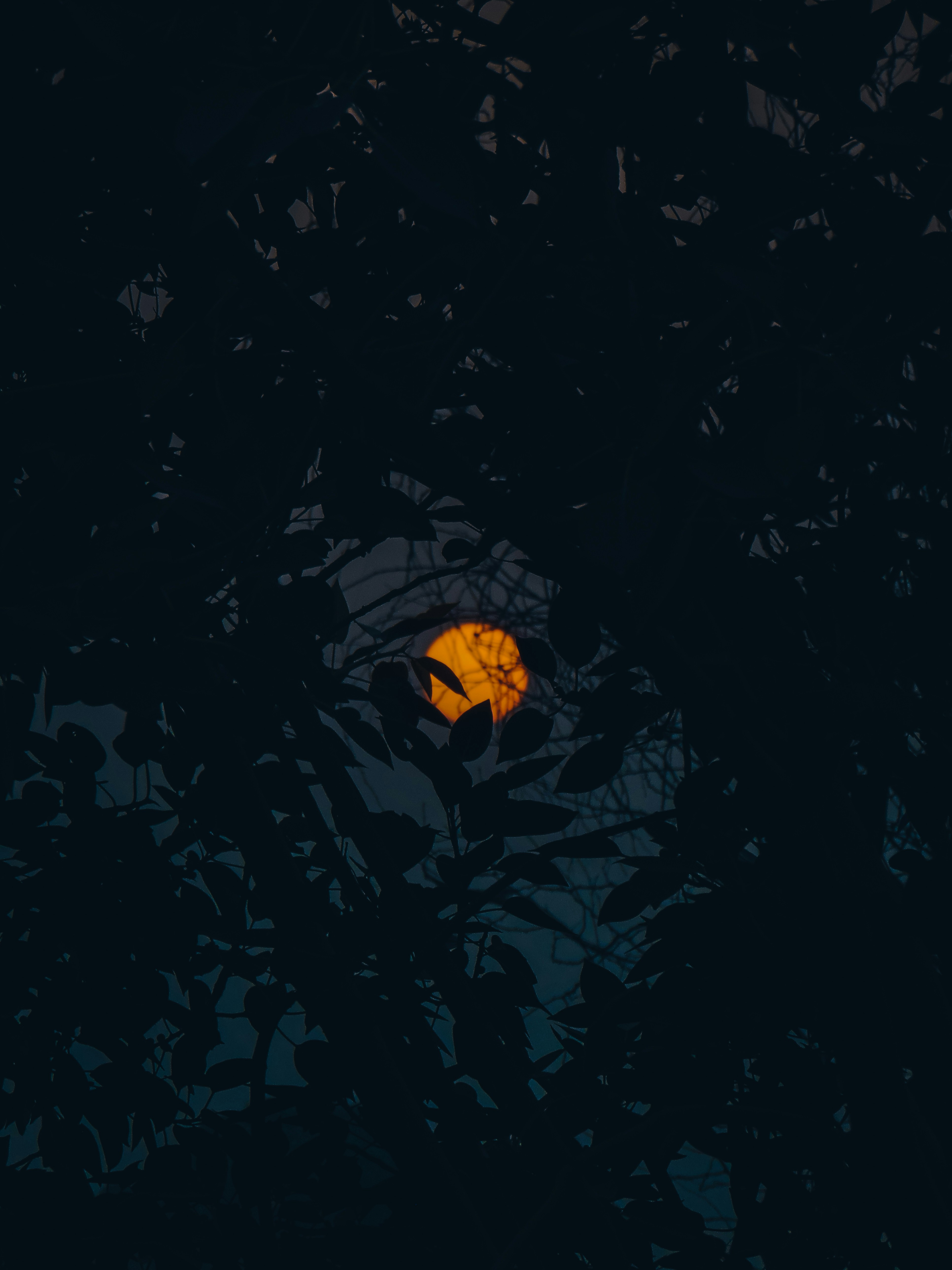 Lunar Glimmer Through Dark Foliage