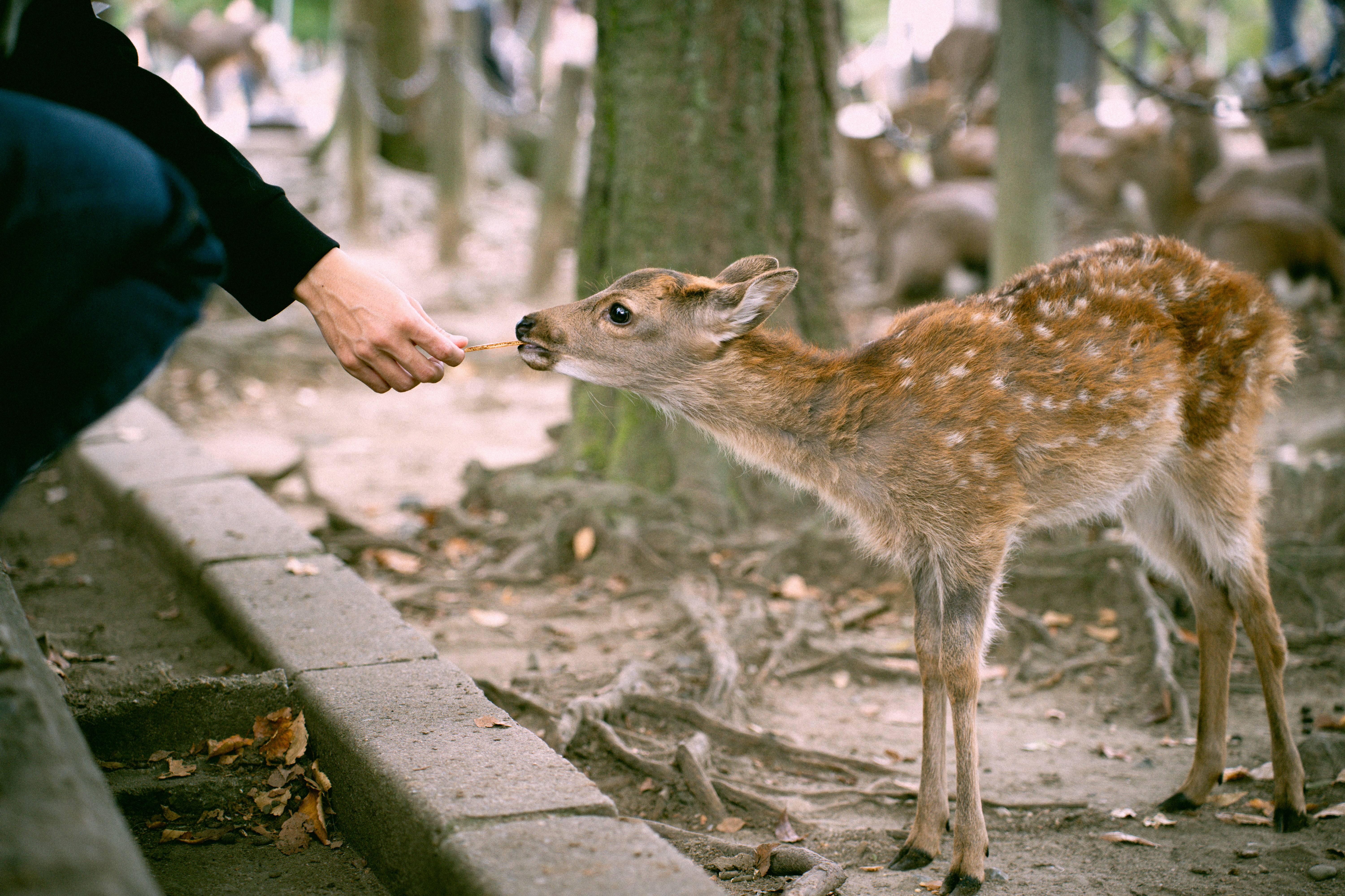 A Gentle Reach: Fawn Extends Toward a Hand in the Park