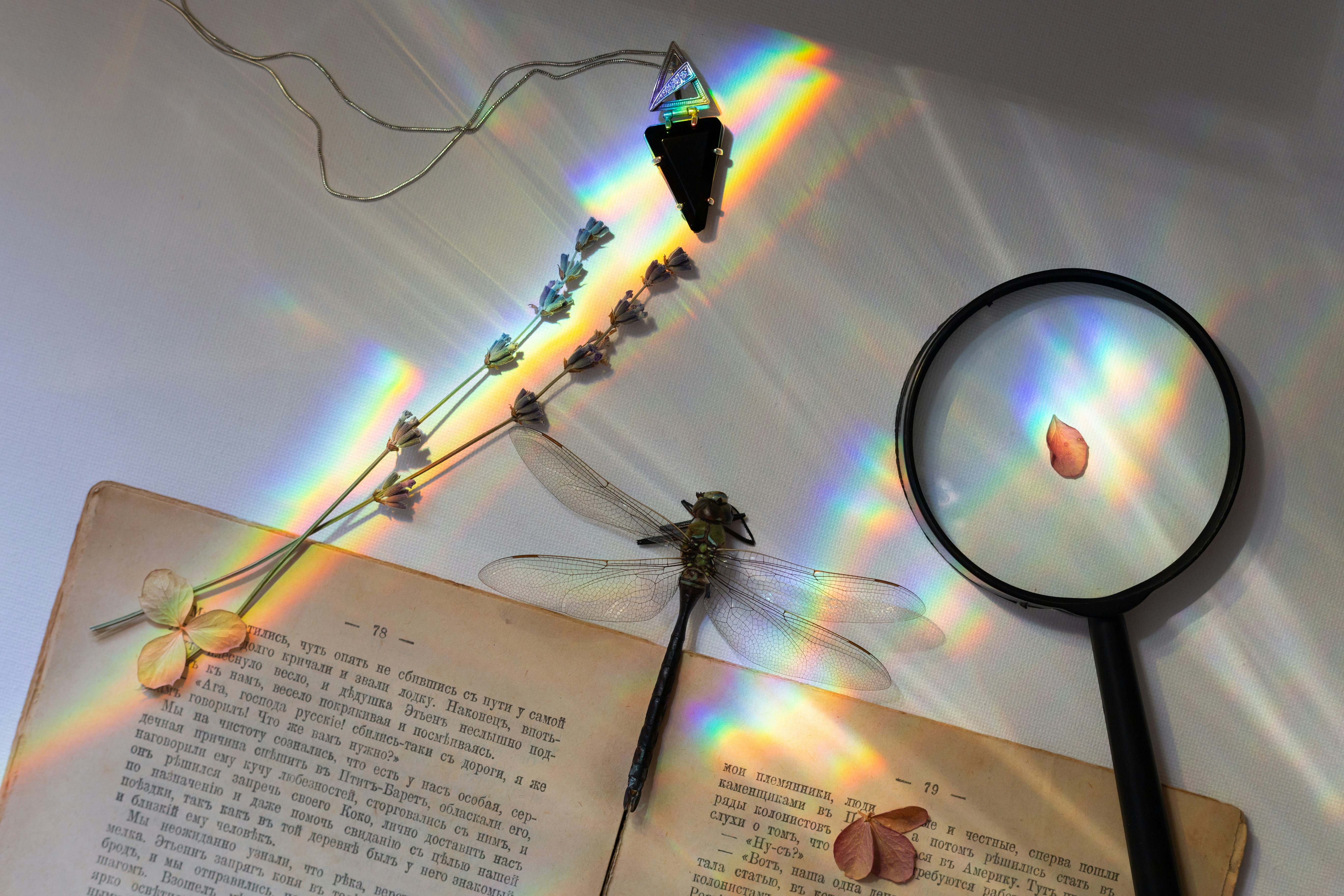 Prismatic Study: Dragonfly, Open Book, and a Magnified Moment