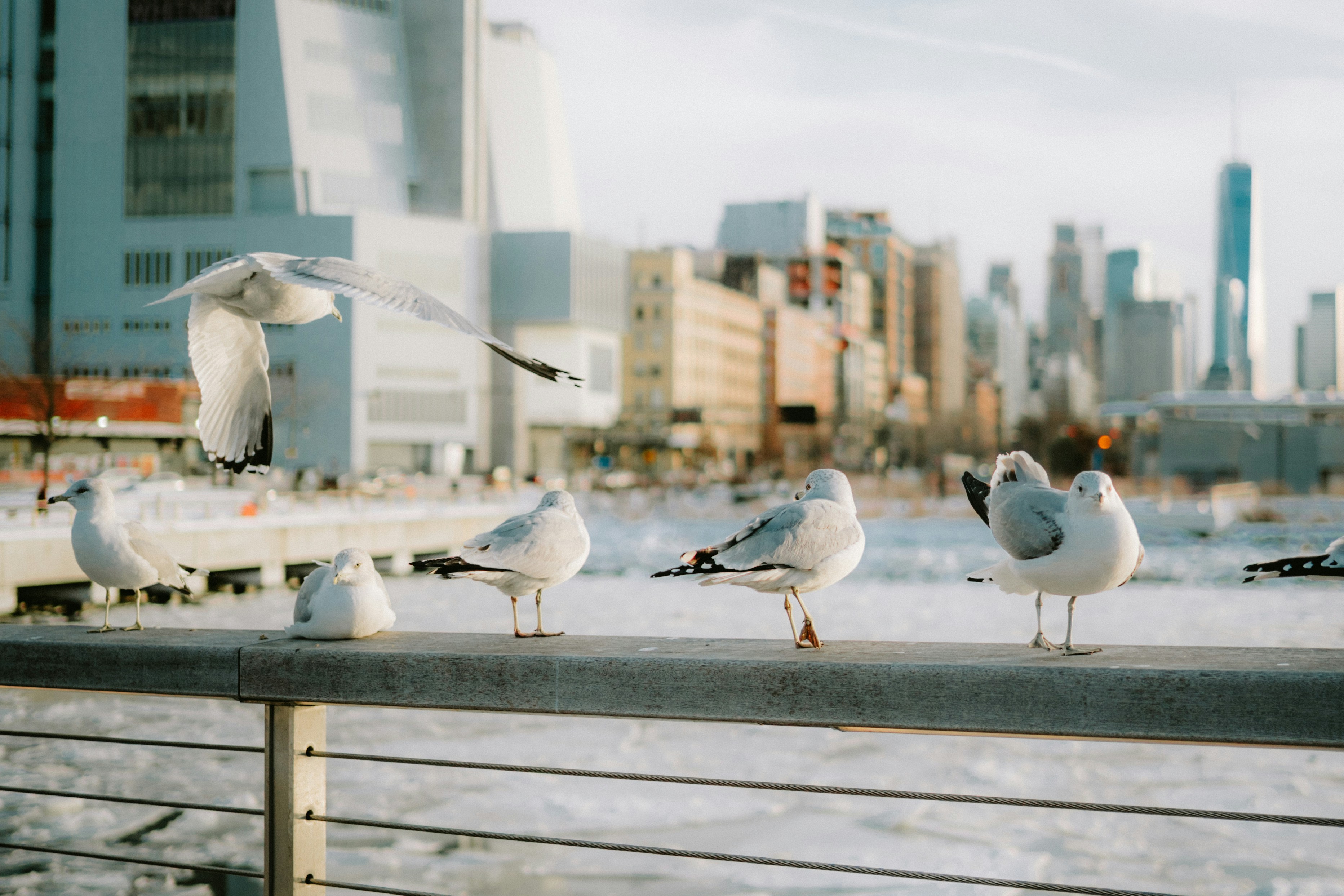 Seagulls at the Battery: City Skyline and Waterfront in Soft Afternoon Light