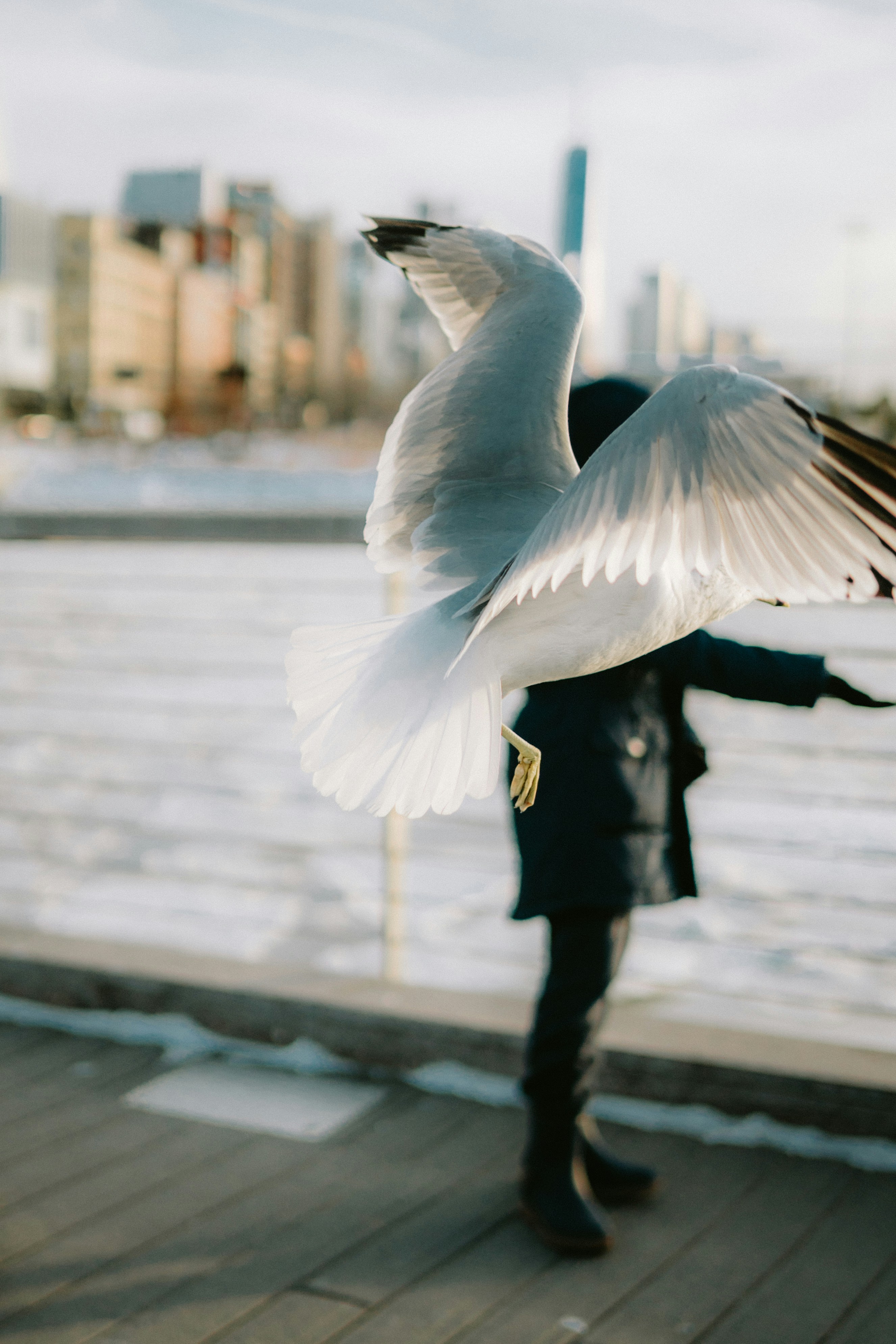 Winged Welcome: A Seagull Soars in a City Waterfront Moment