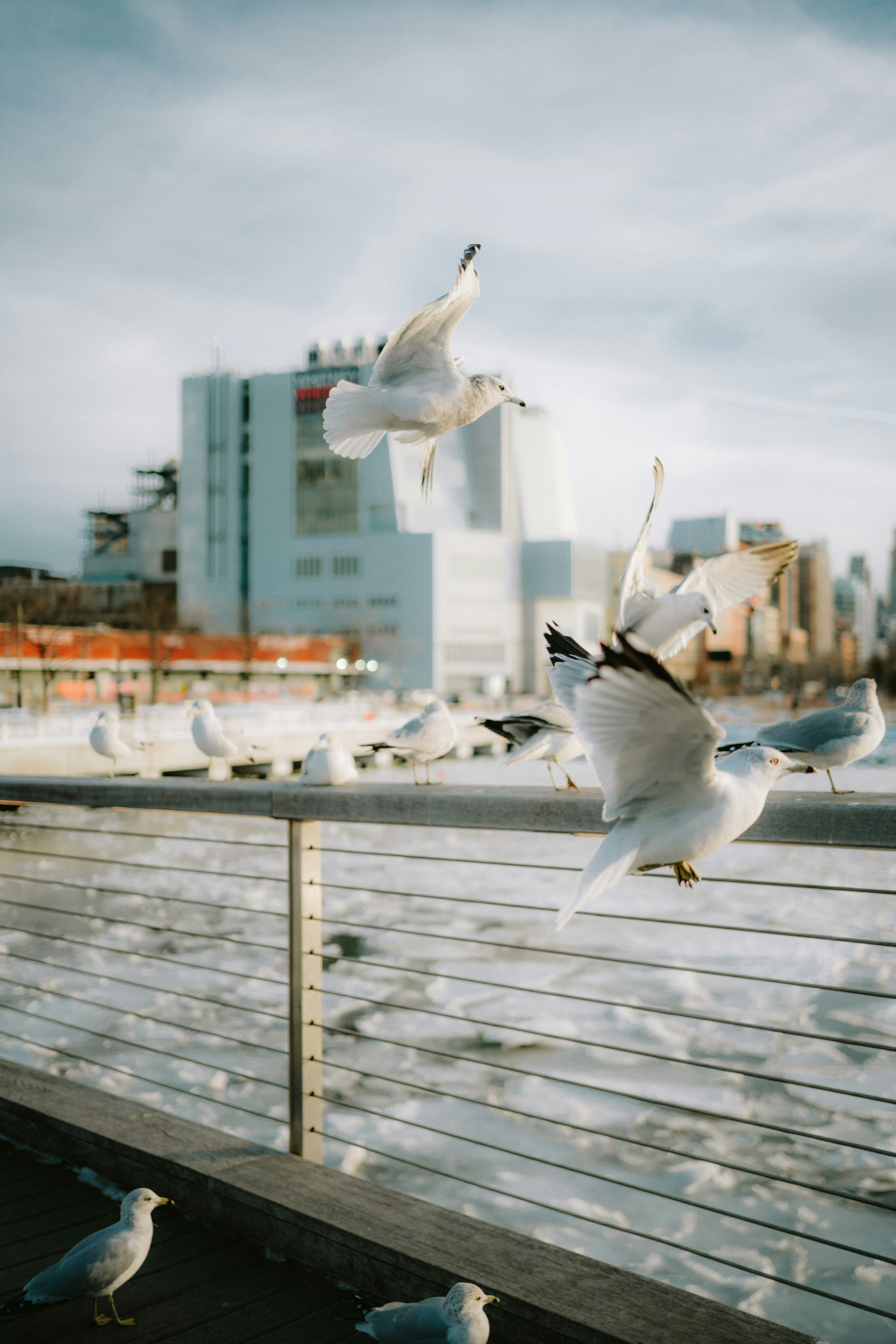 Gulls in Transit: A Waterfront Moment of Flight Over the Pier
