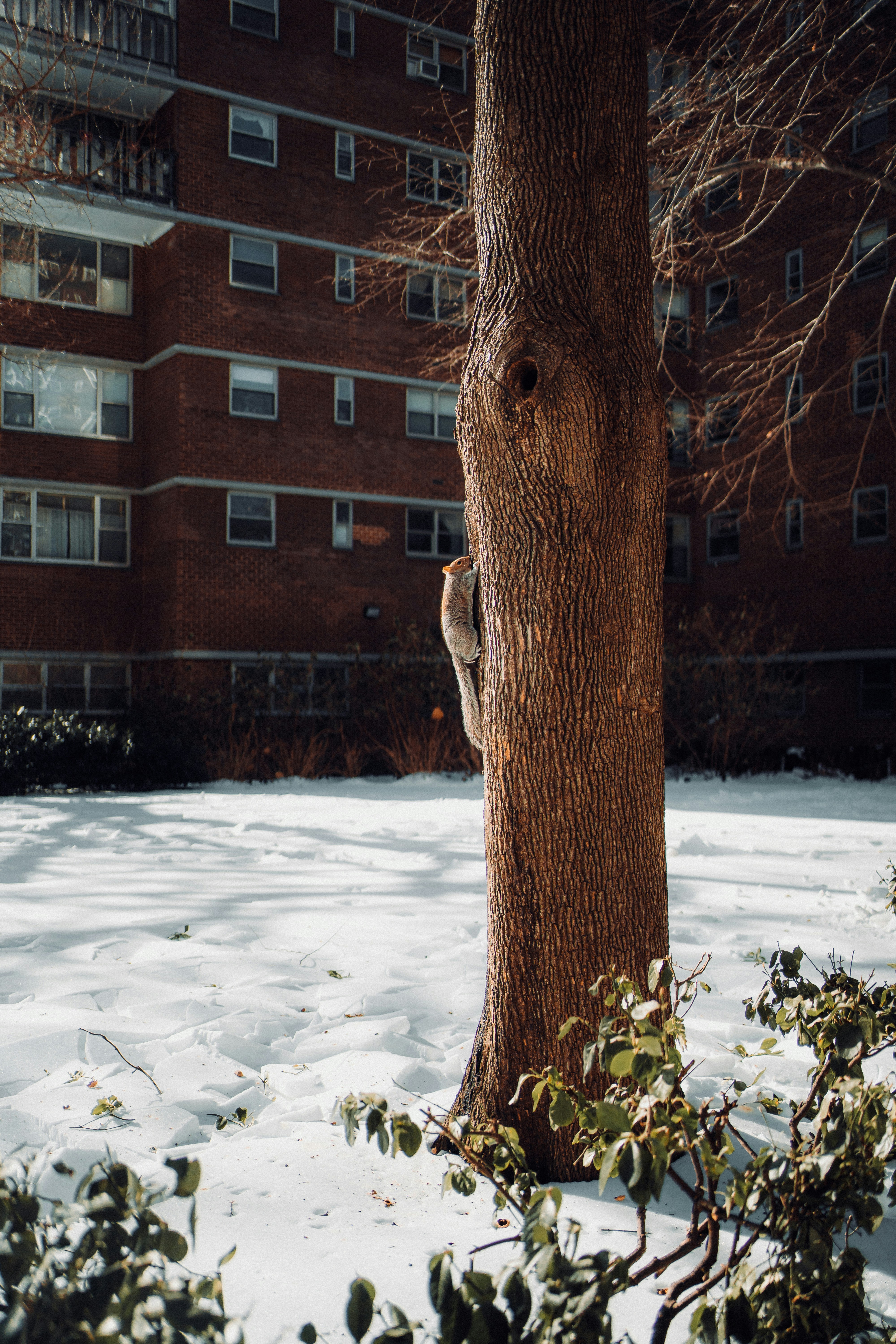 Midwinter Standoff: A Squirrel Claimed by the Bark