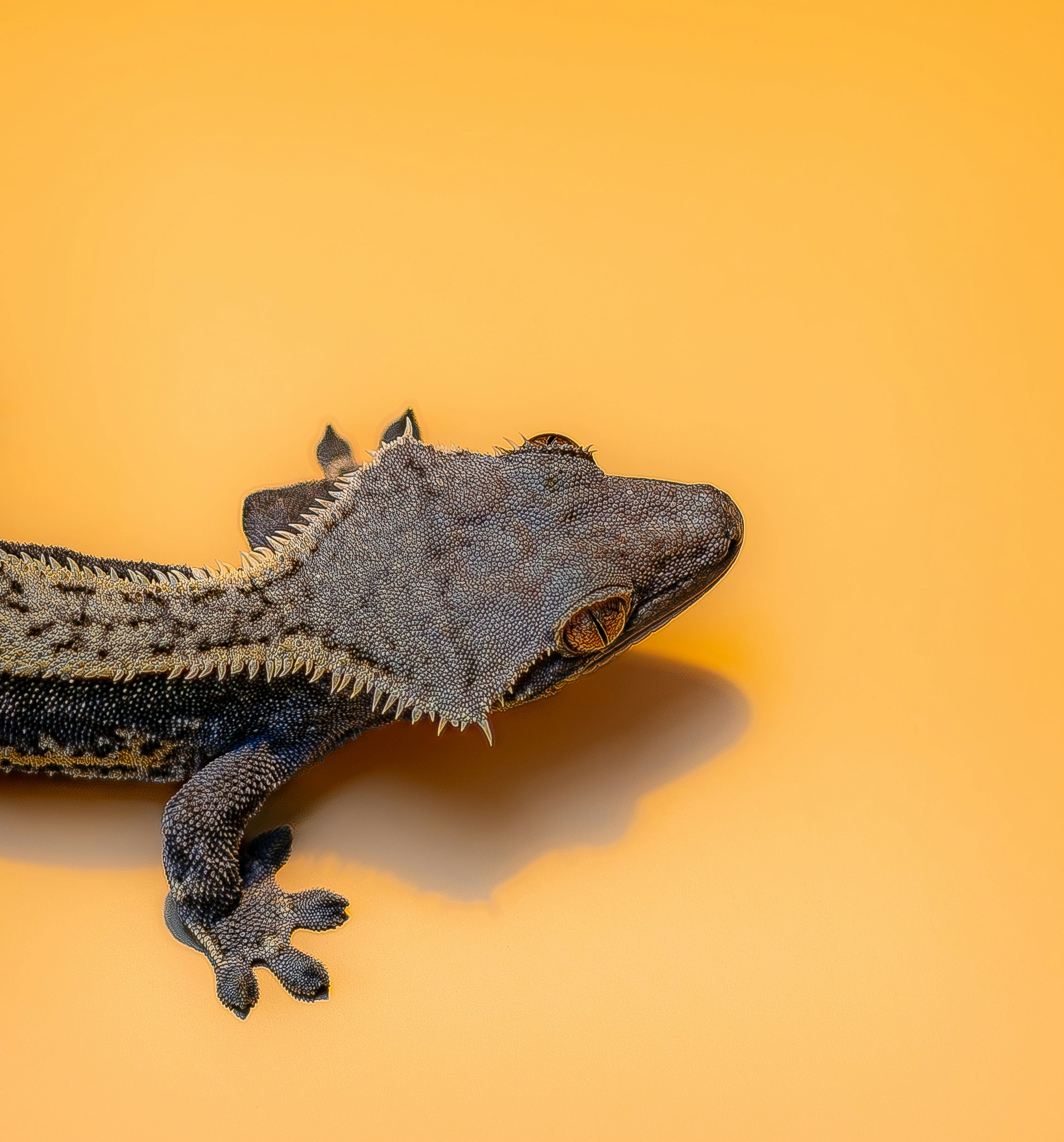 Deserted chrome lizard against a sunlit amber backdrop
