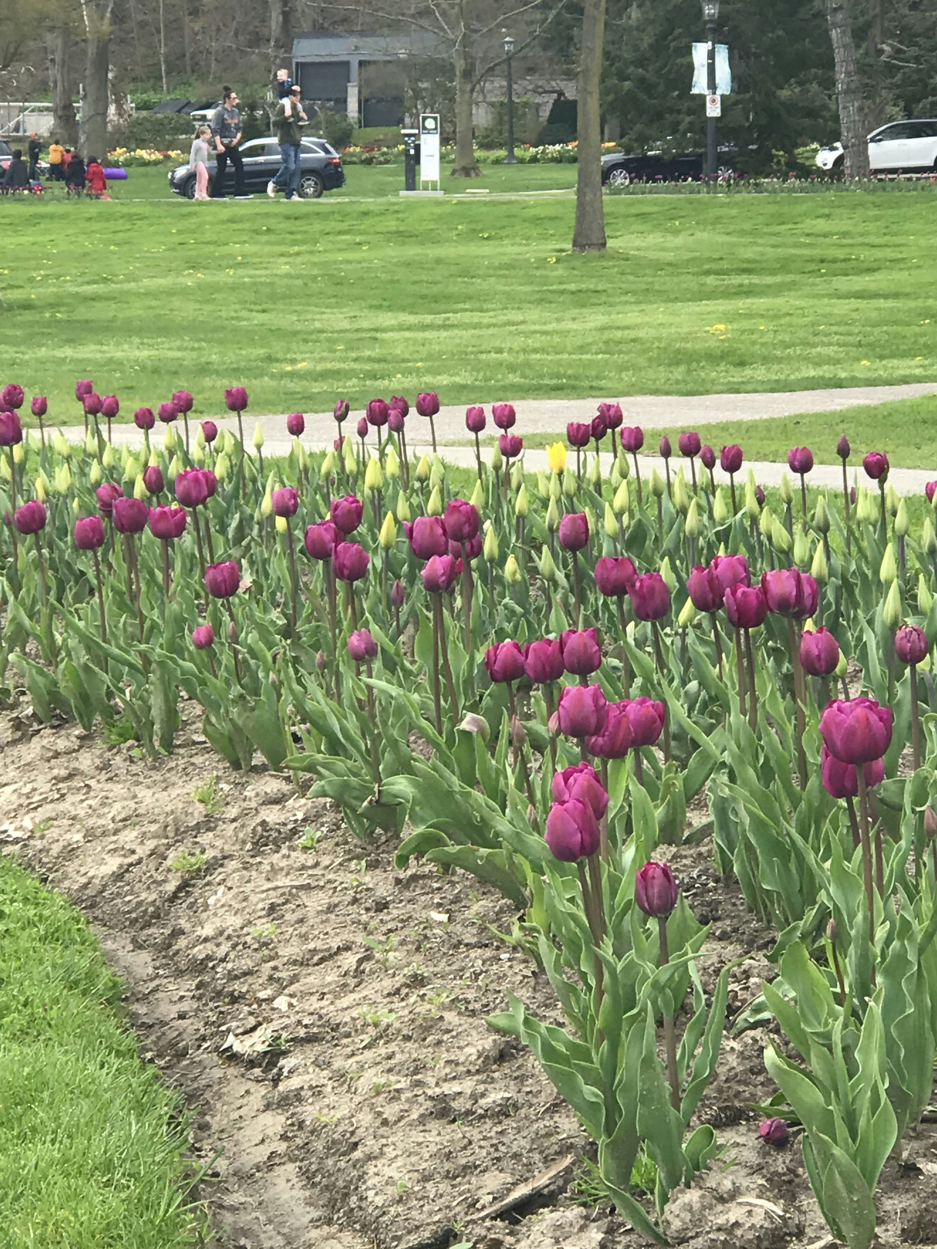 Rows of Magenta Tulips Recede Toward a Park Lawn