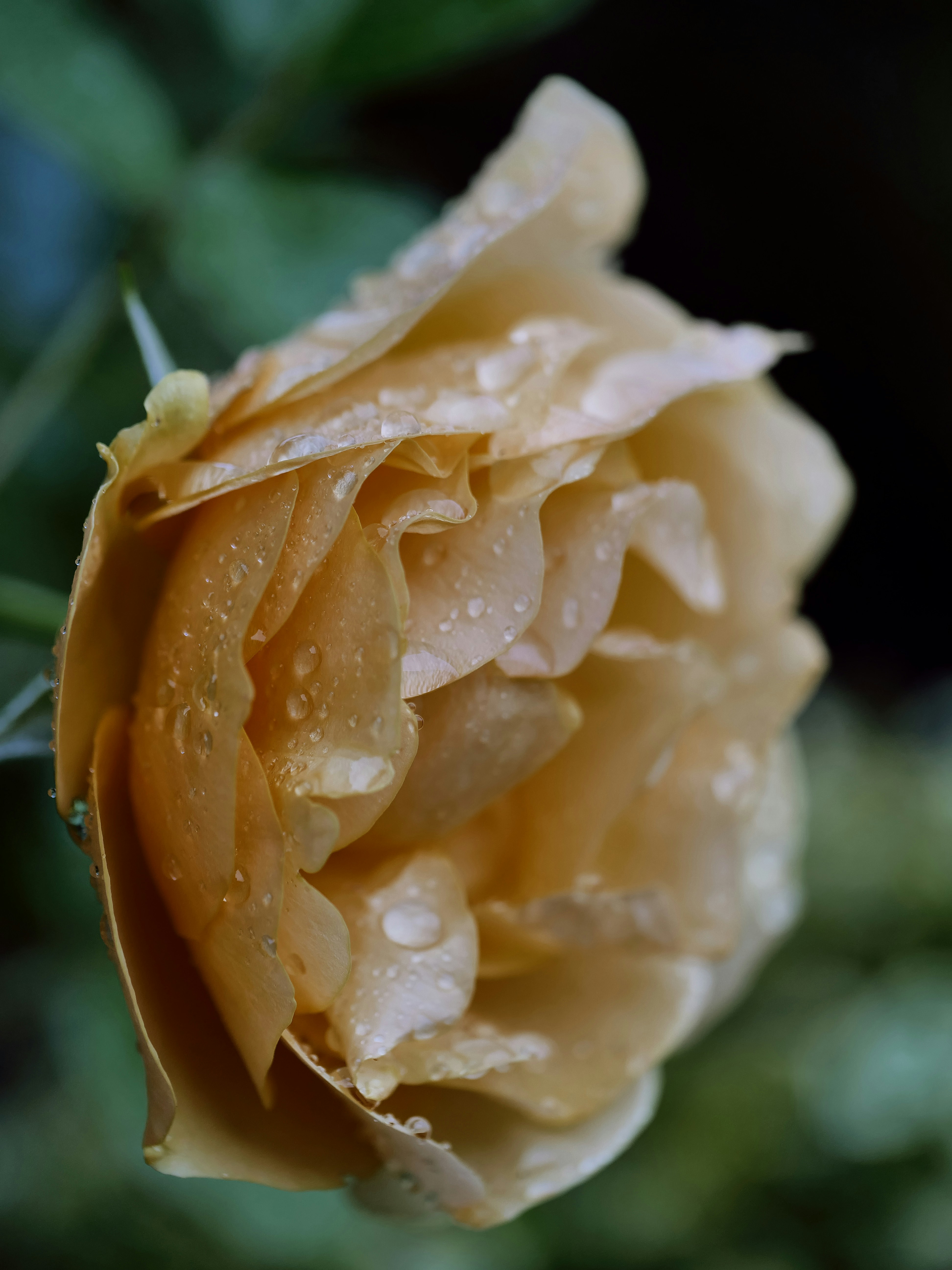 Golden Rose in Dew: Close-Up Bloom Revealing Soft Petal Texture