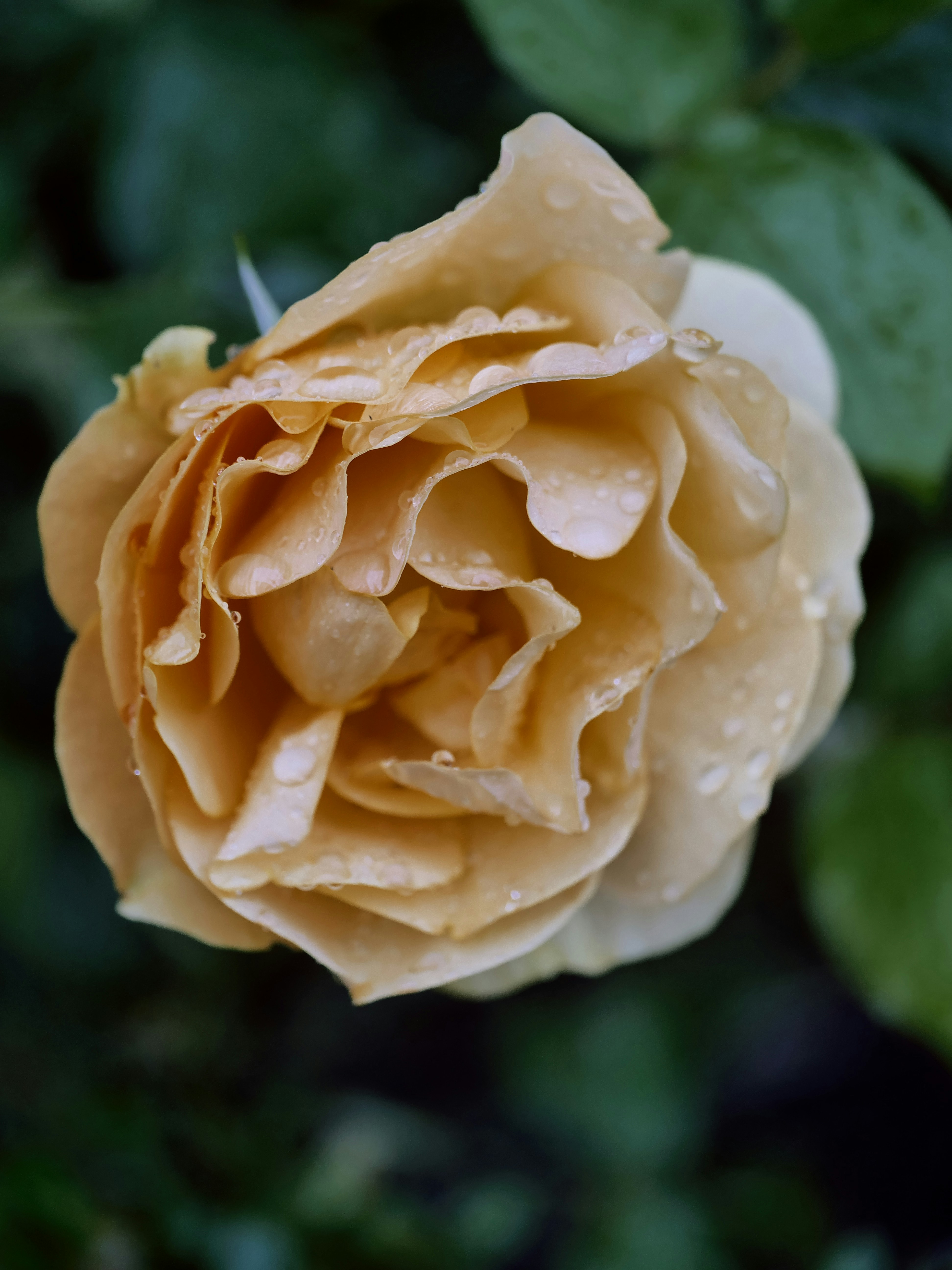 Amber Rose in Soft Focus: Dew-Kissed Petals in Bloom
