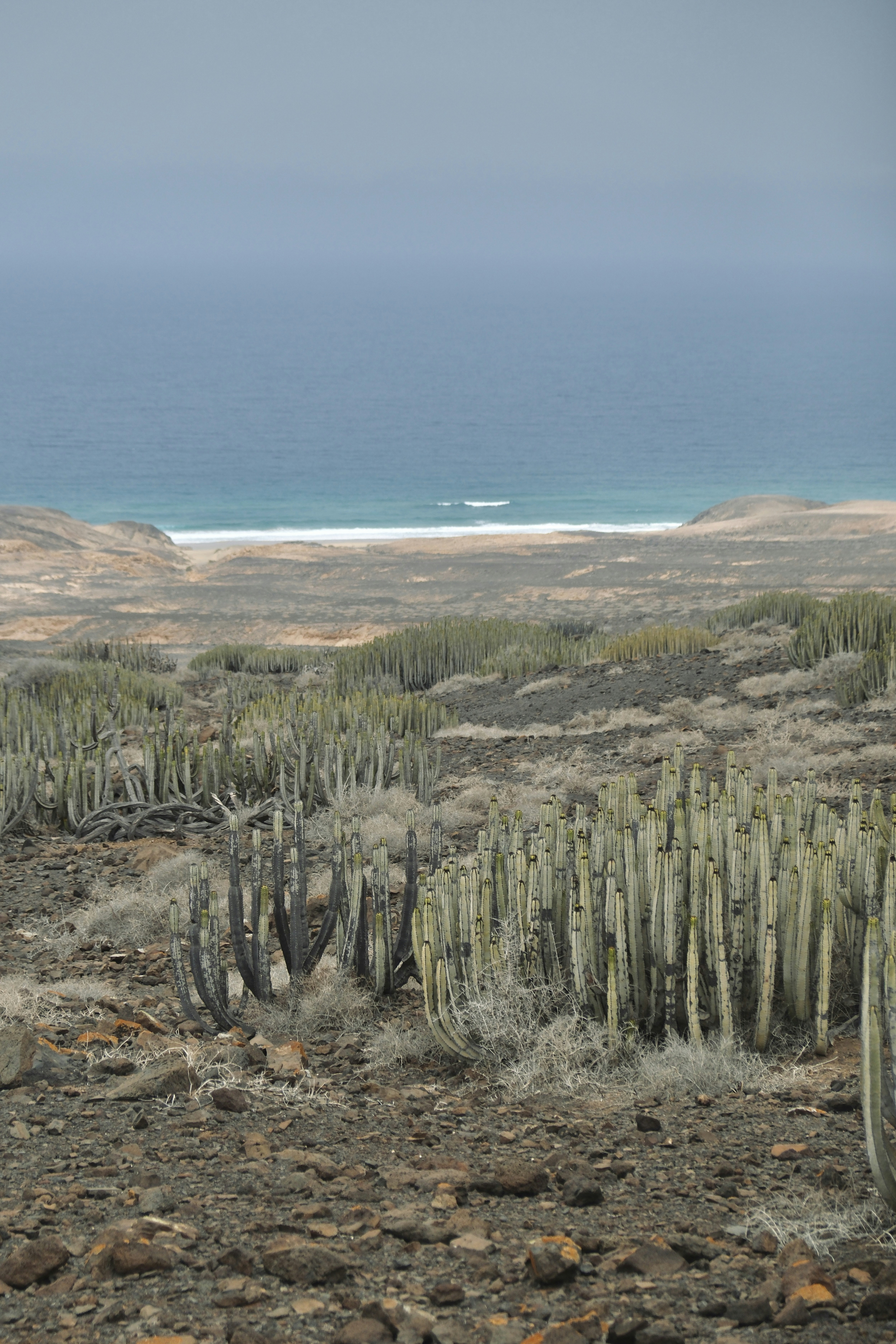 Desert coastline: cacti and distant sea under a hazy sky