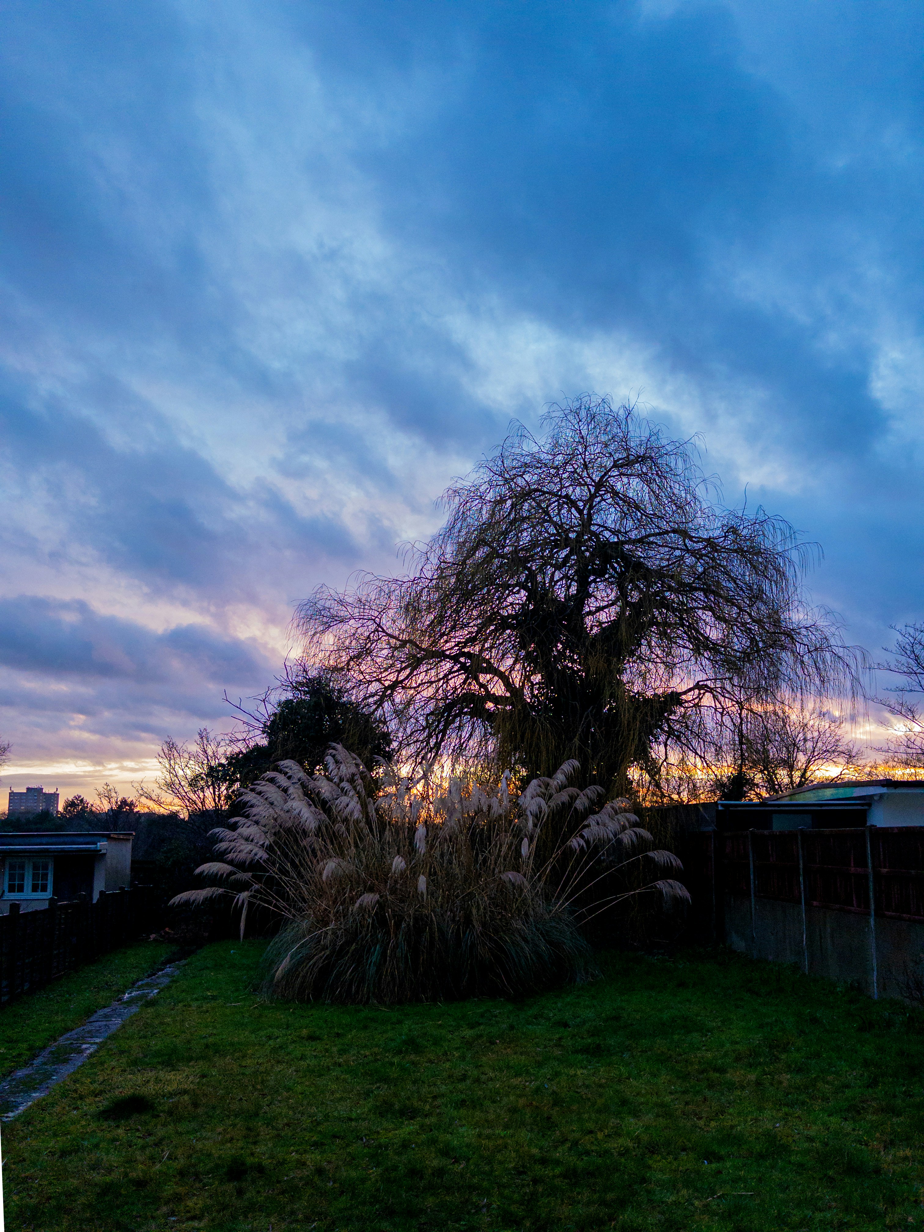 Twilight Tree silhouette over a quiet suburban yard