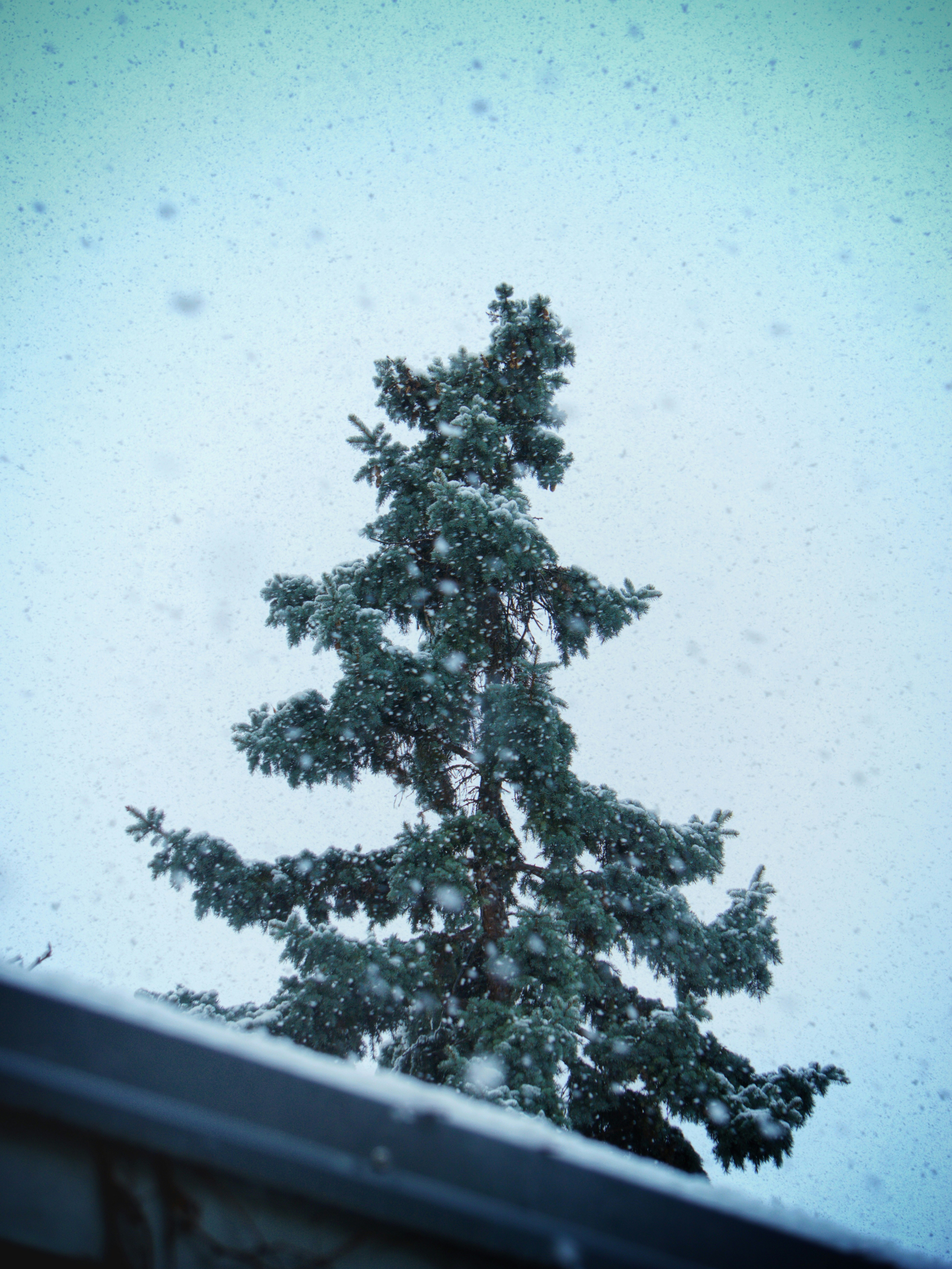 Snowfall over a lone evergreen