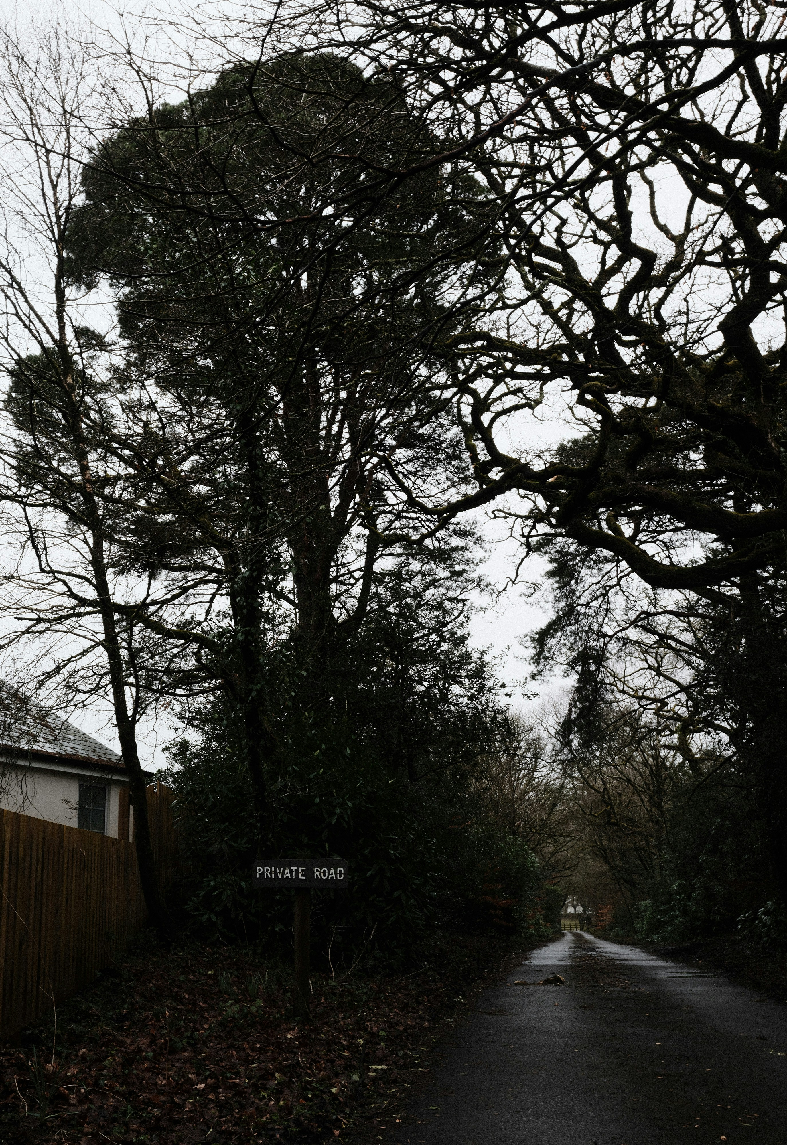 Quiet Private Road: Foggy Trees Framing a Narrow Path