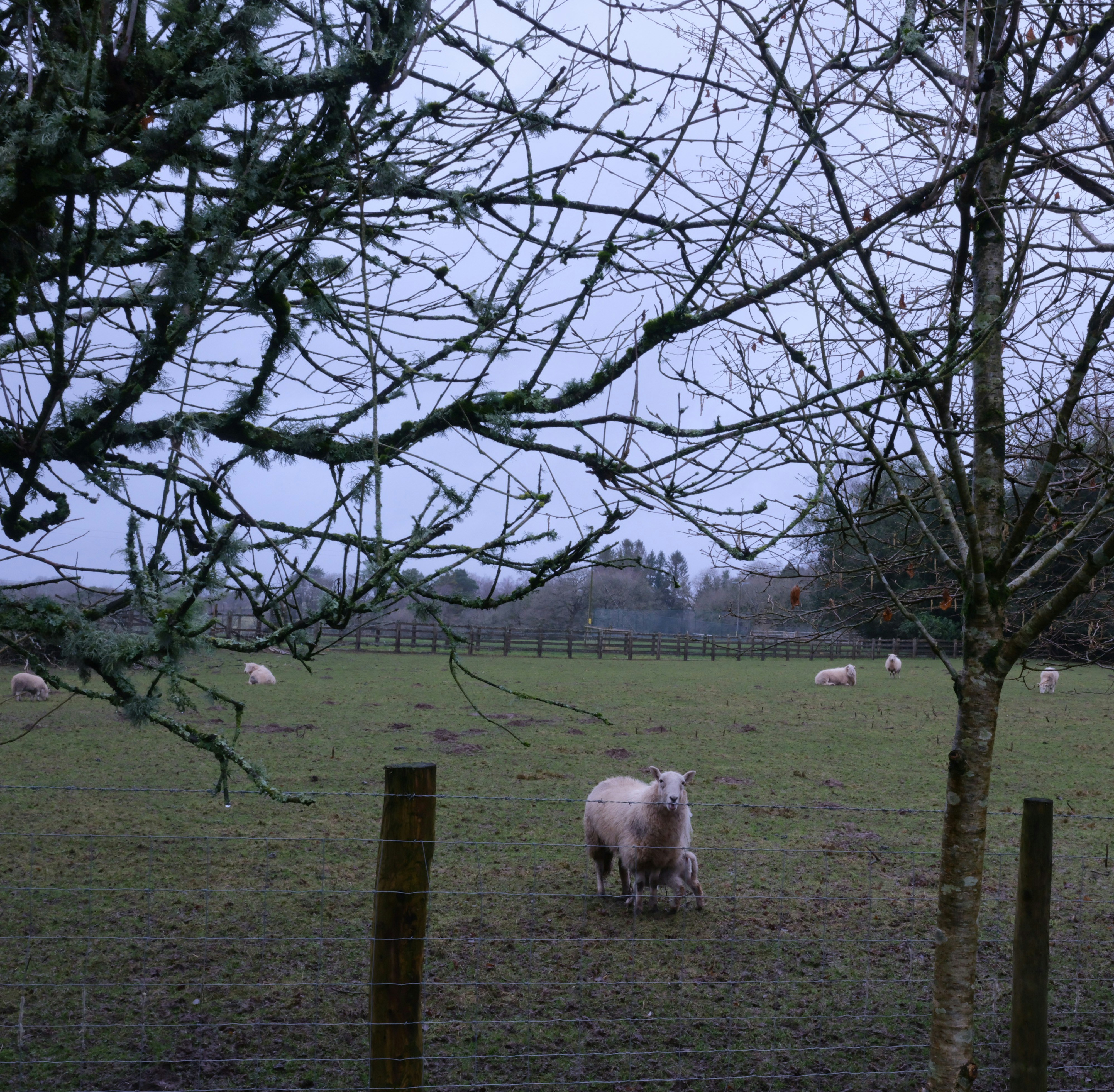 Pasture Gaze: Sheep Beneath Winter Branches