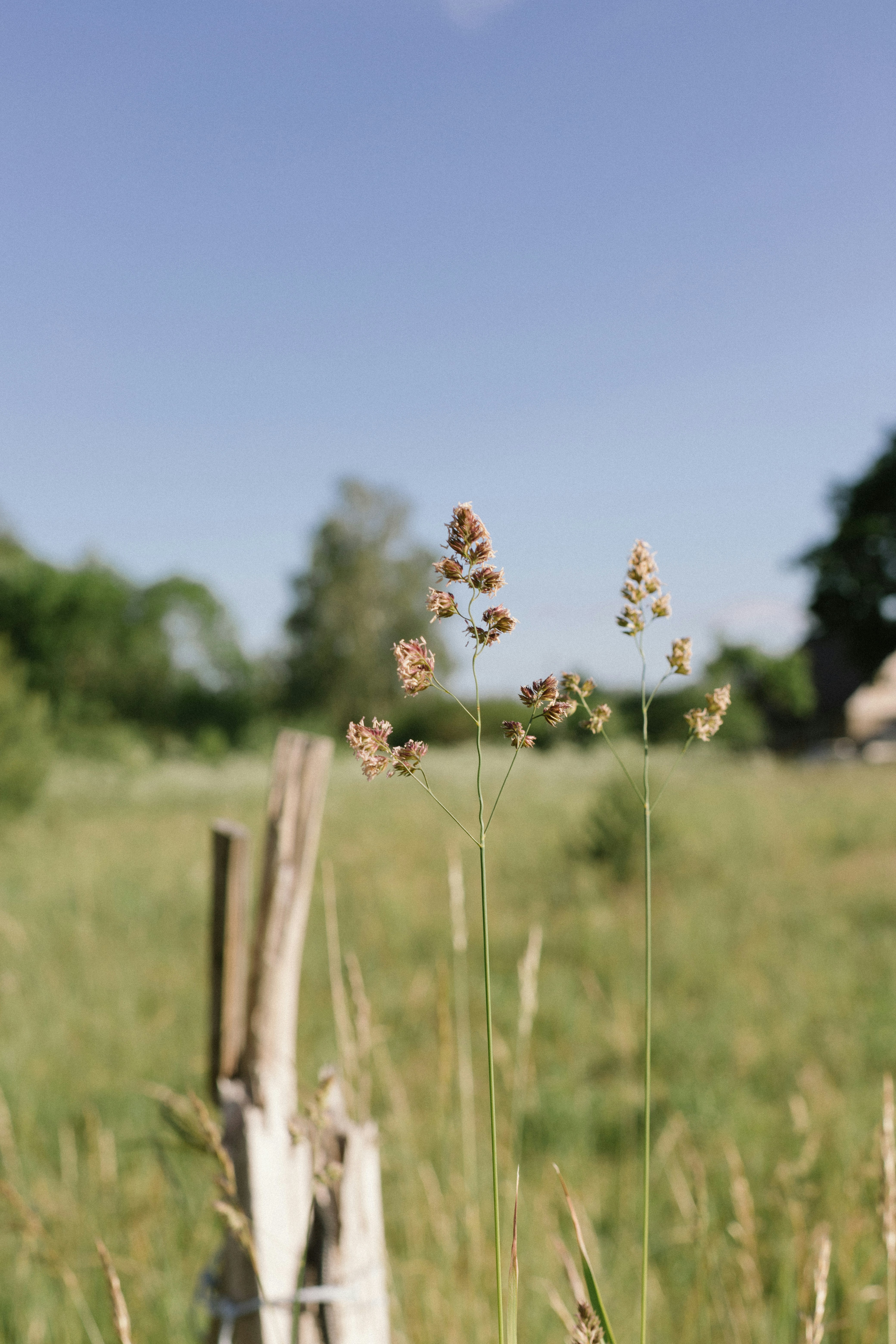 Wild Meadow Stems Against a Clear Summer Sky