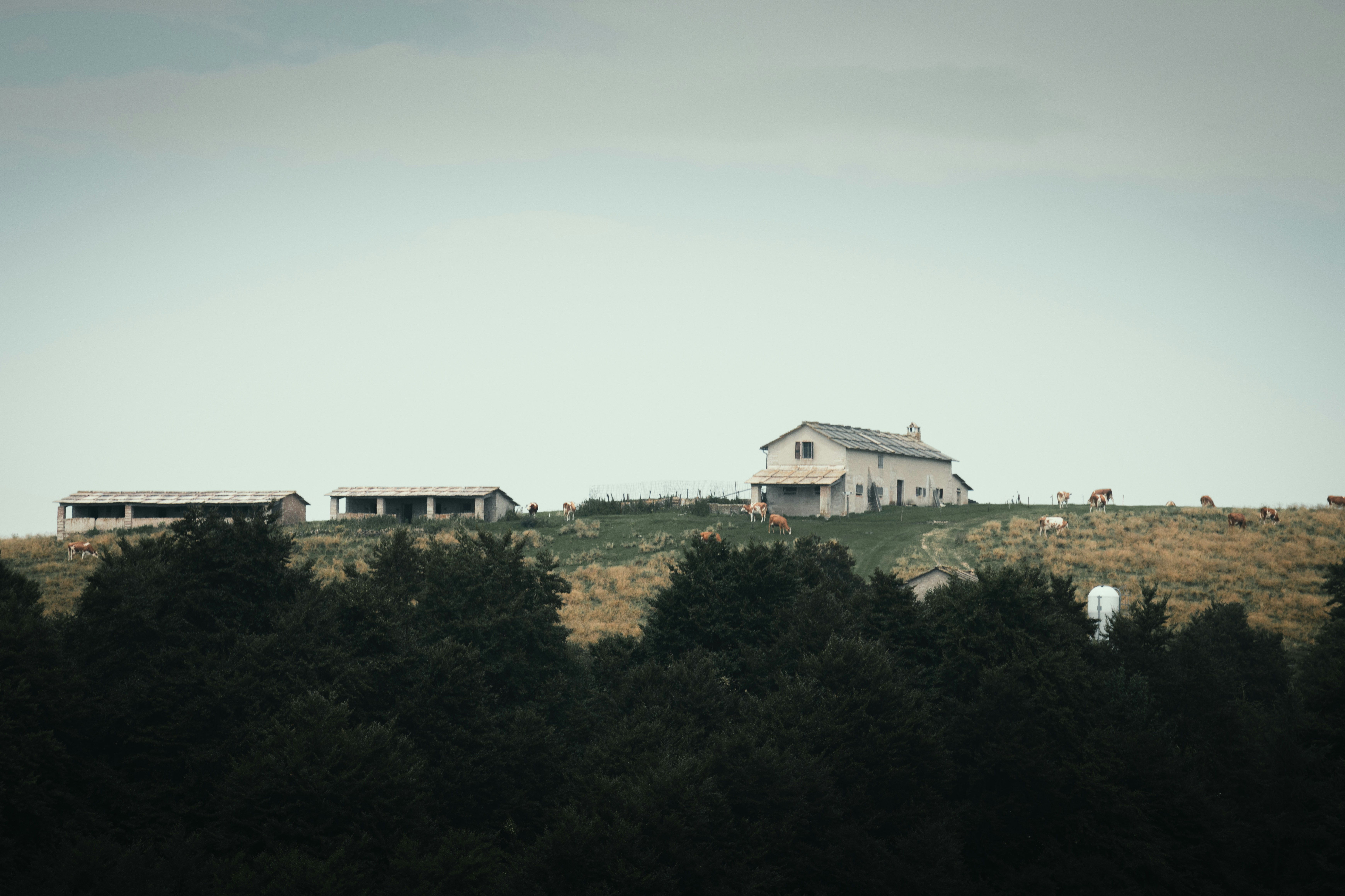 Hushed Ridge: A Farmstead Above the Pine Line