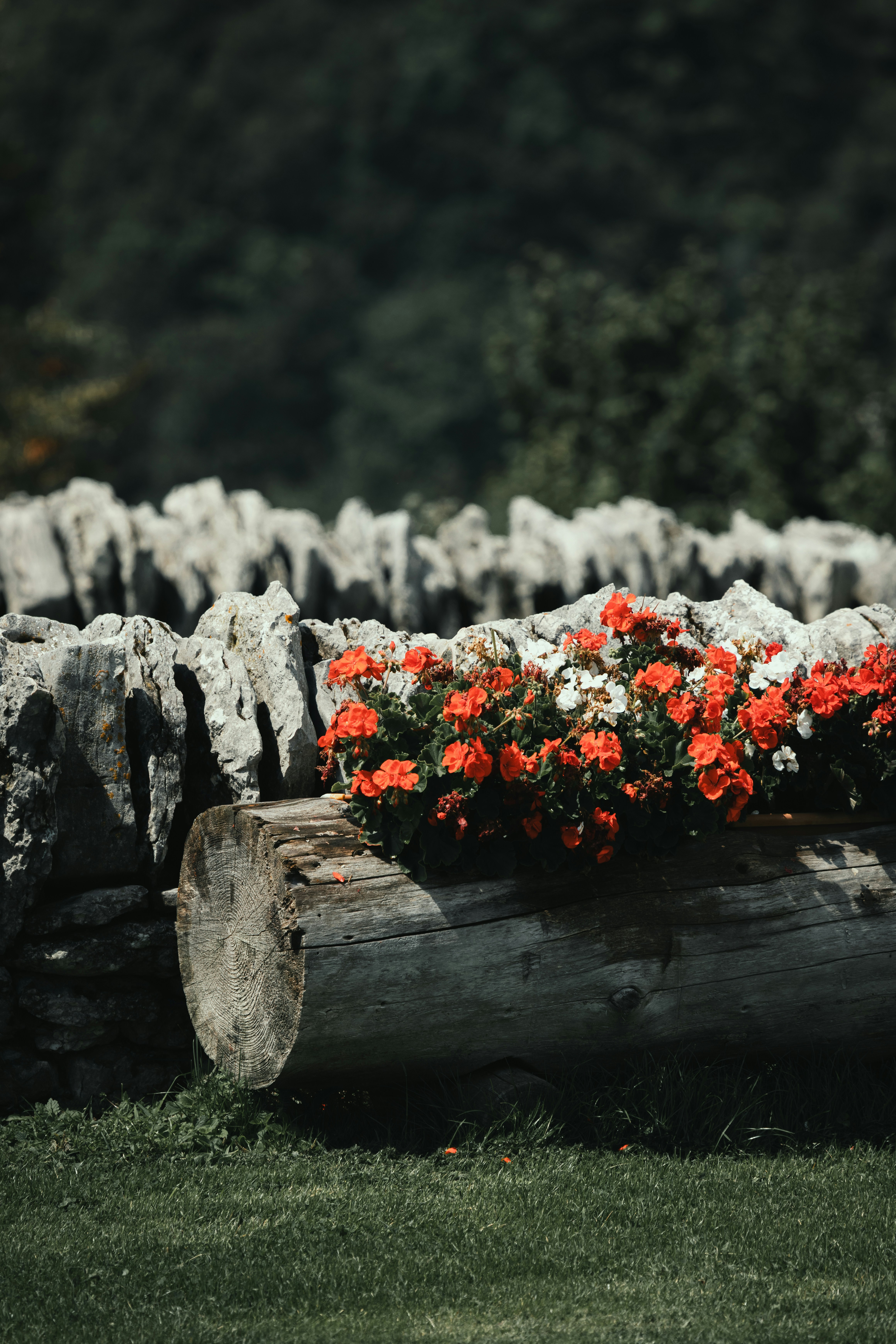 Red Floral Row on a Weathered Log Border