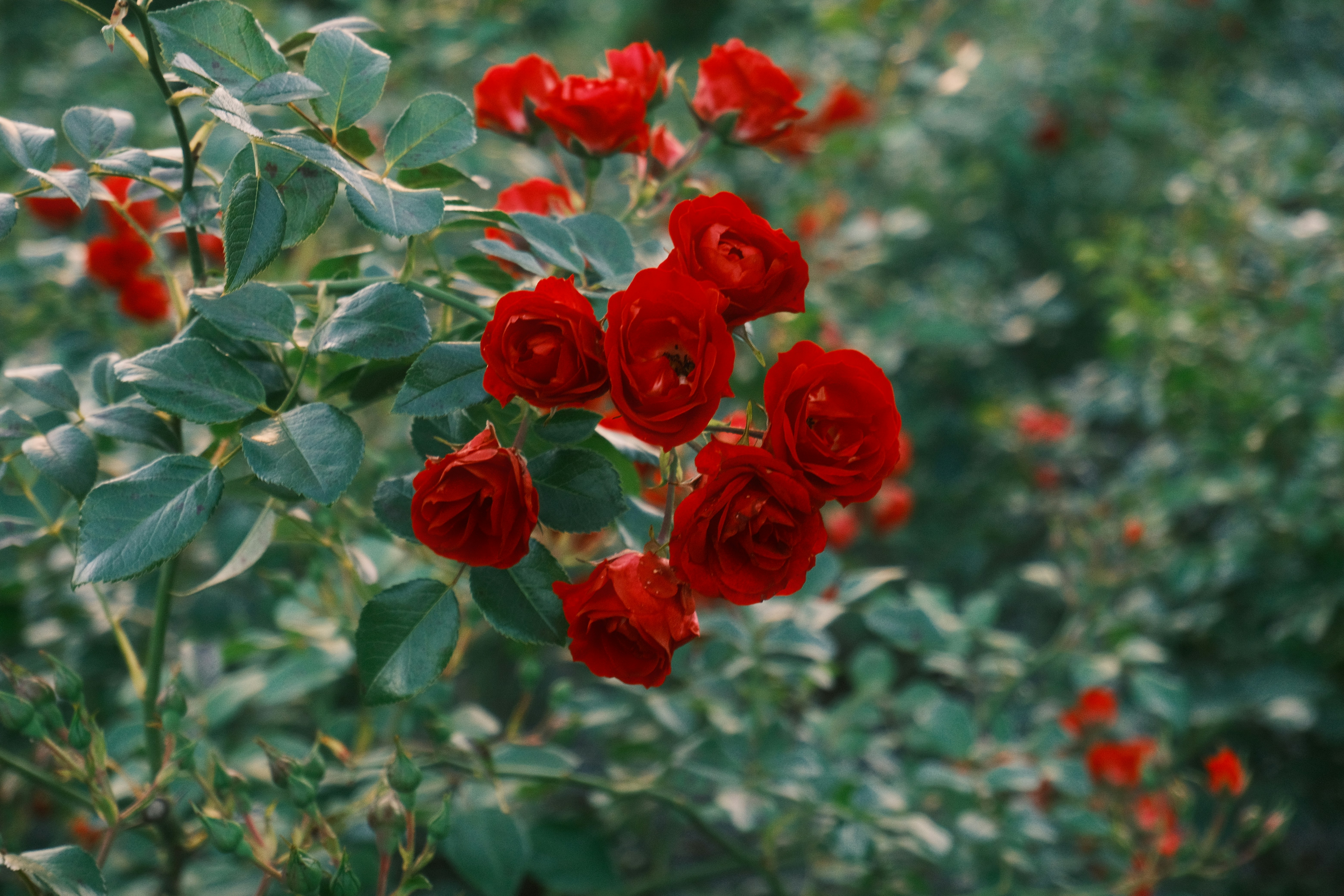 Crimson Rose Cluster: A Burst of Velvet Petals in a Quiet Garden