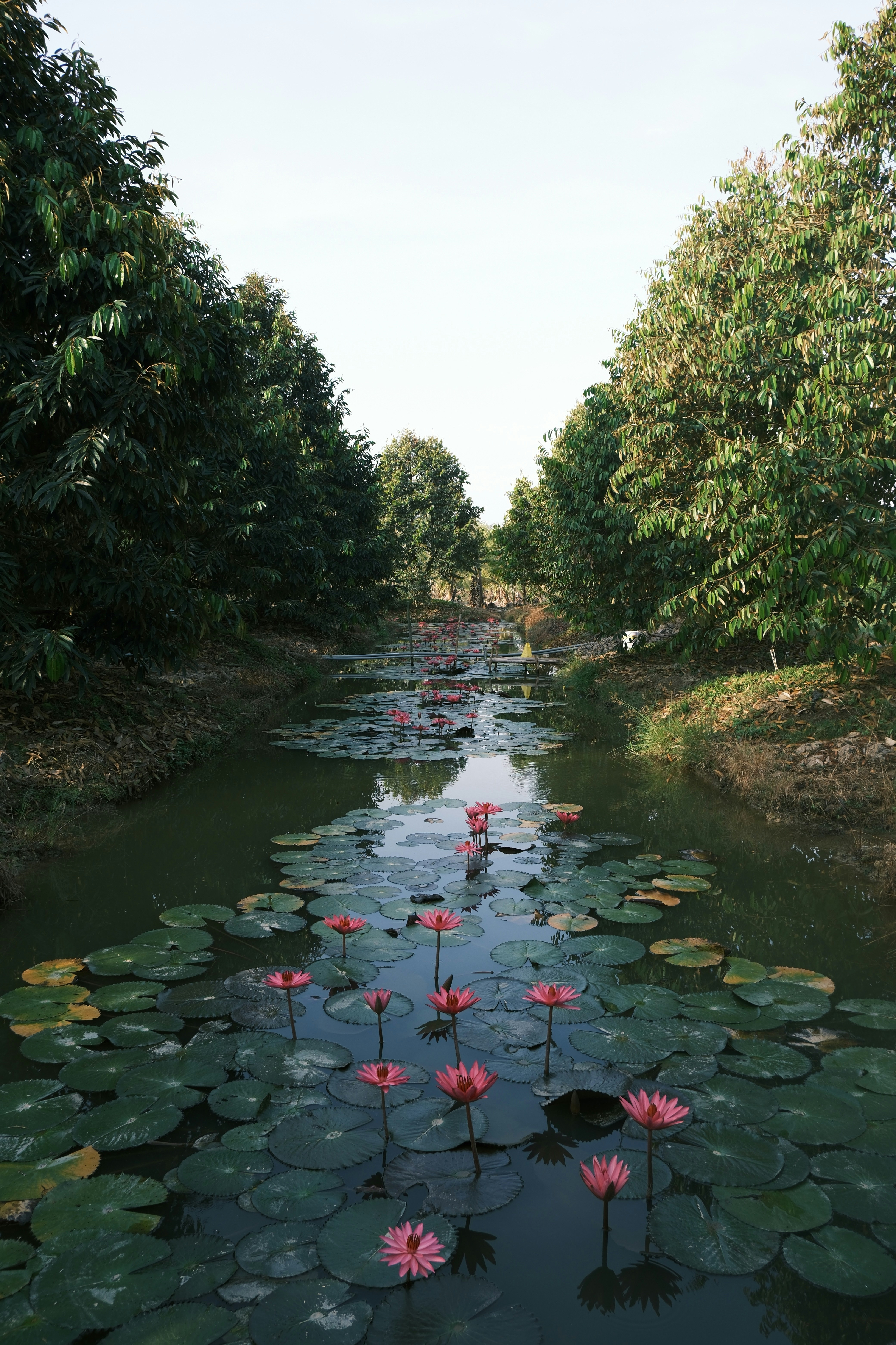 Water Lily Corridor: A tranquil canal lined with trees