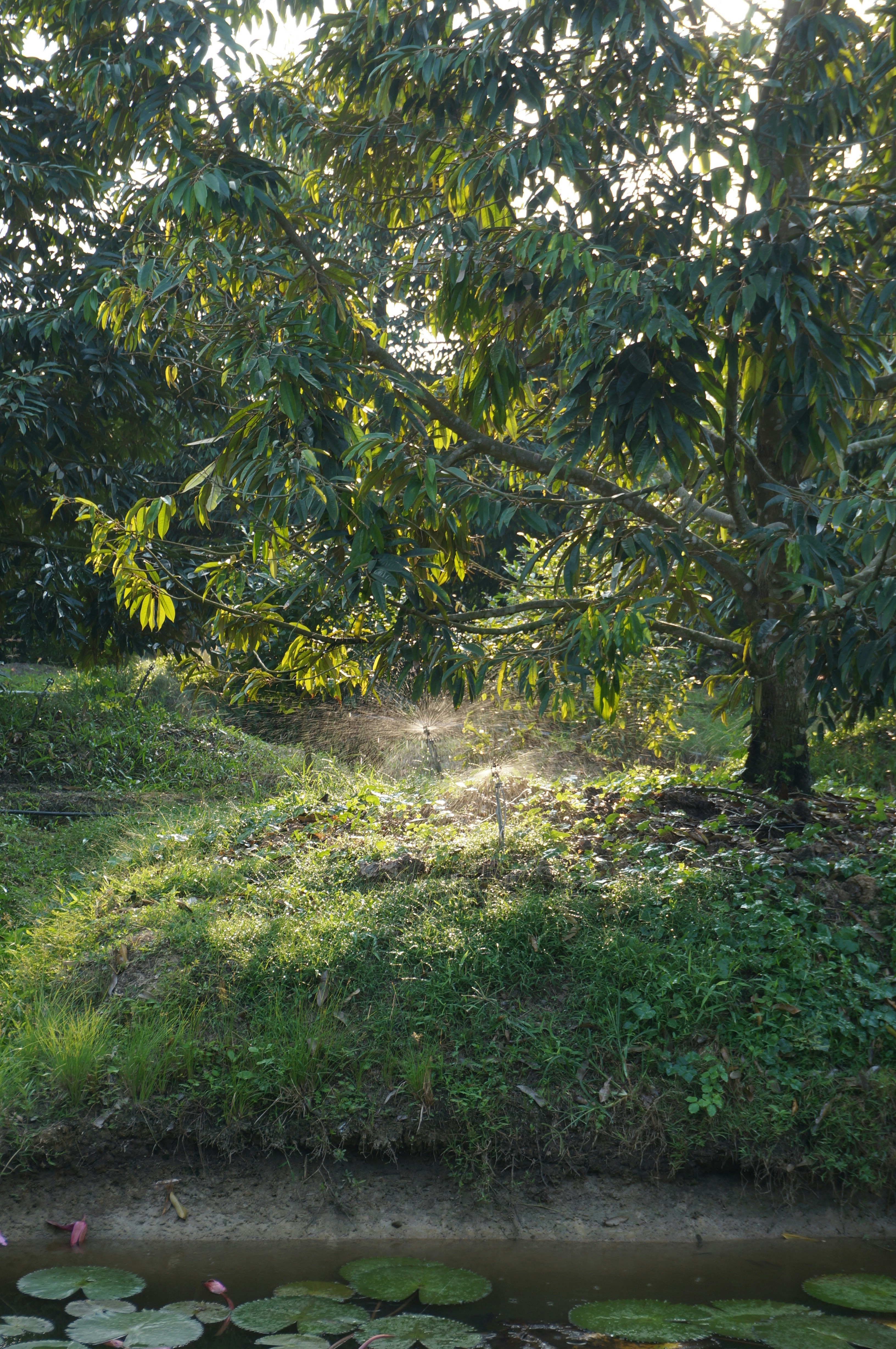 Sunlit Orchard Canopy Over a Quiet Waterway