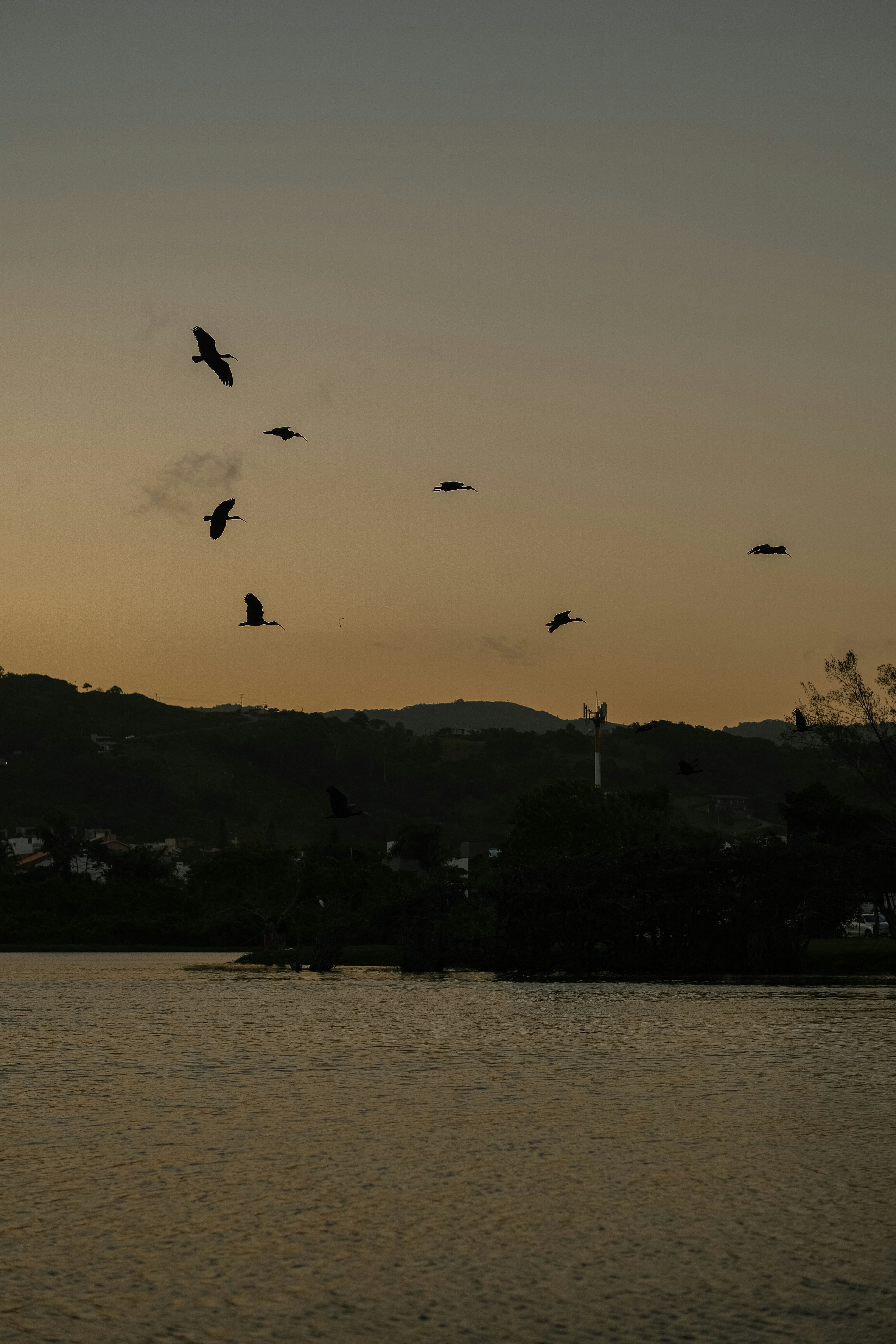 Dusky Horizon Flight: Birds in Silhouette at Sunset Over the Quiet Lake