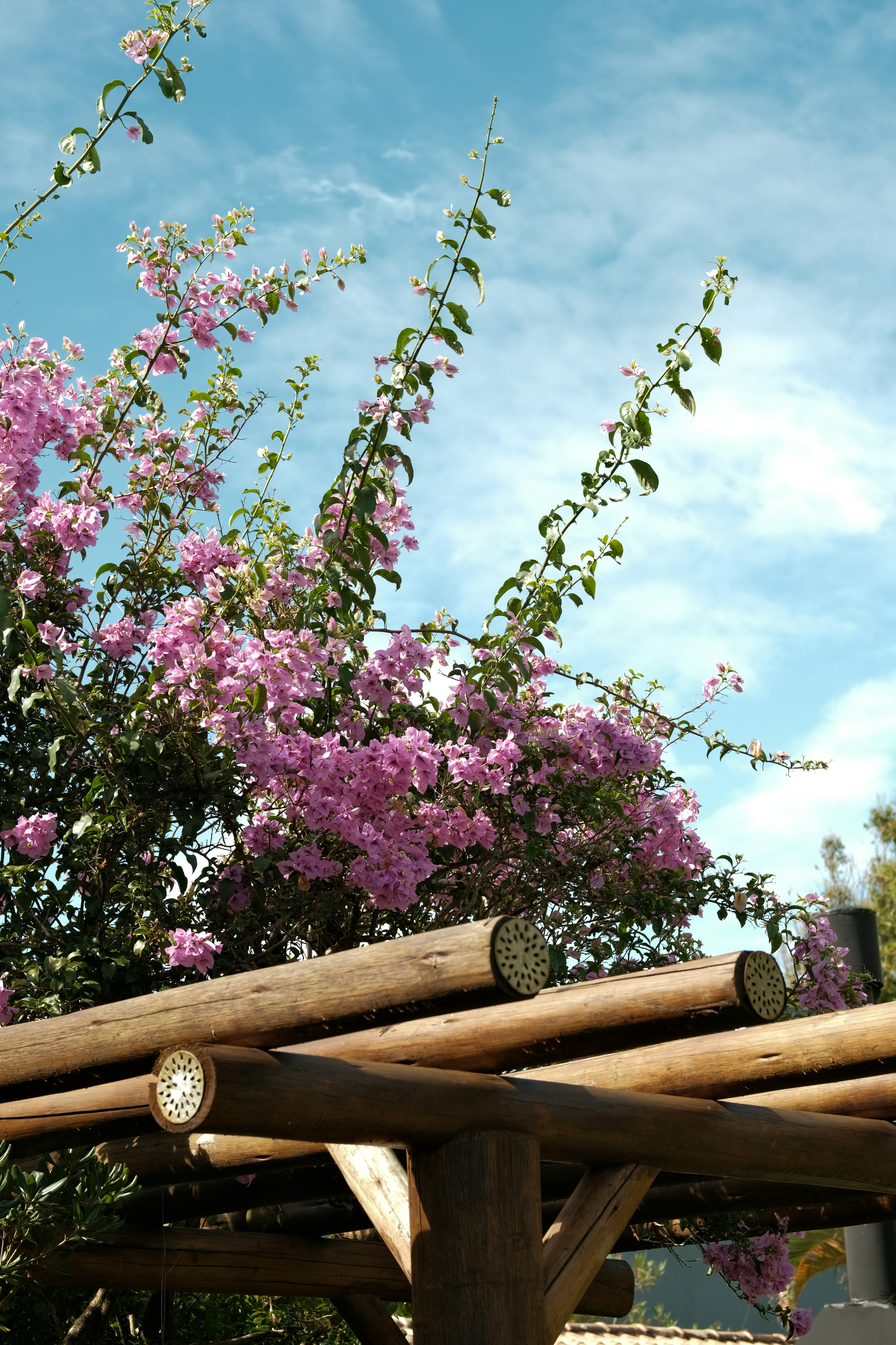 Pink Bougainvillea Over a Rustic Wooden Arbor Against a Bright Sky