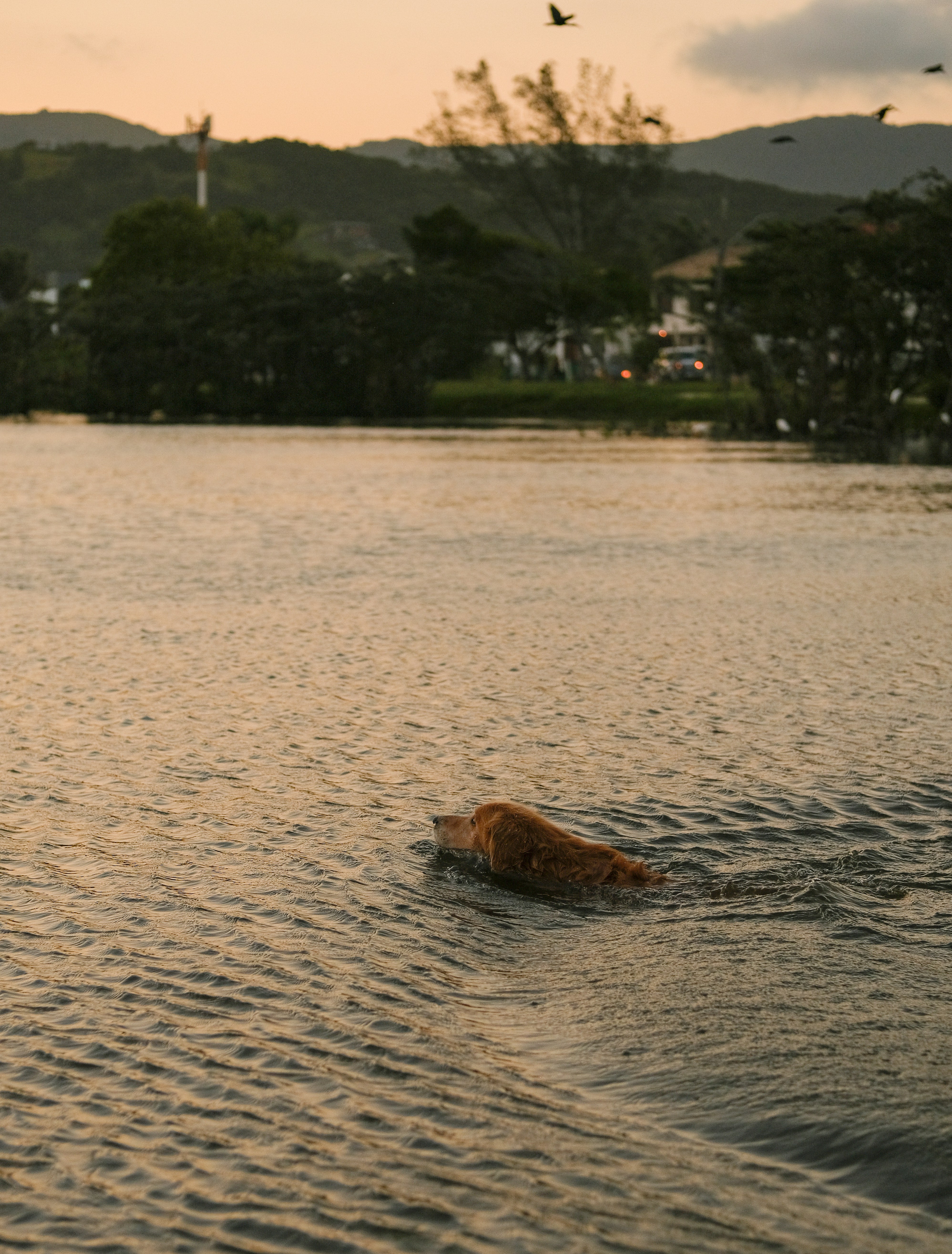 Golden Retriever Boatside: Calm Swim at Dusk