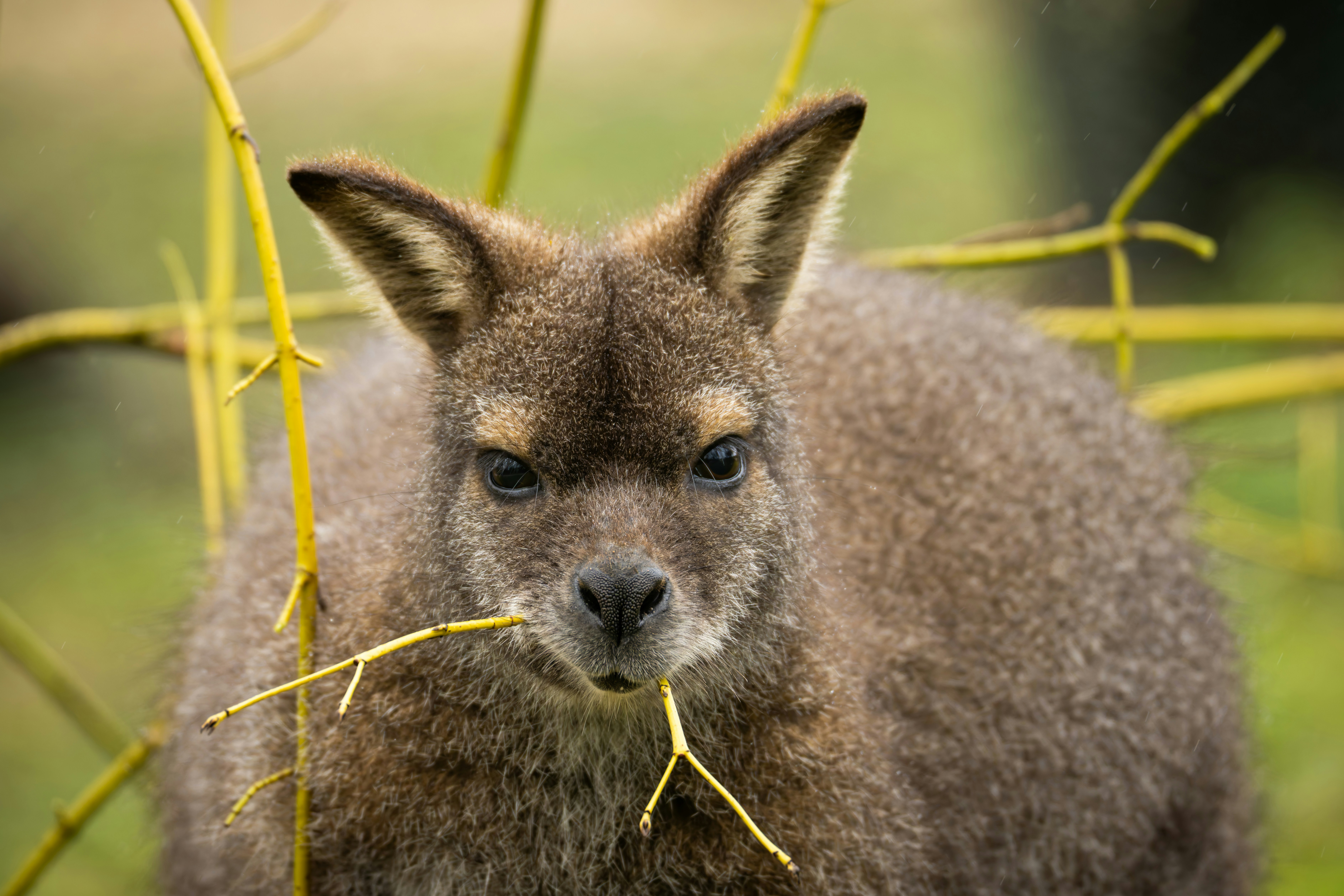 Soft Focus Vigil: A Courteous Wallaby Amid Thorny Yew