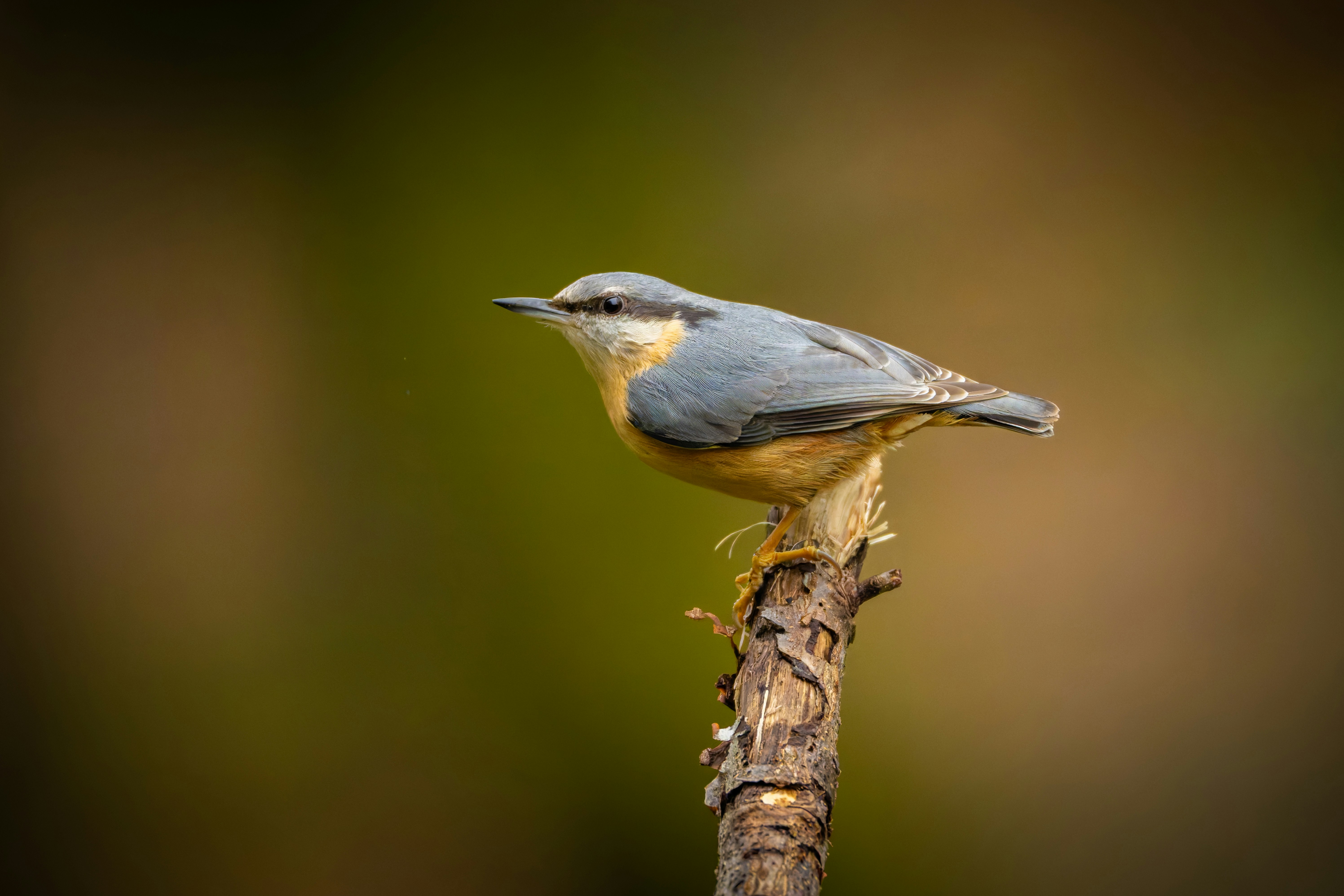 Perched Blue-gray Warbler in Quiet Morning Light