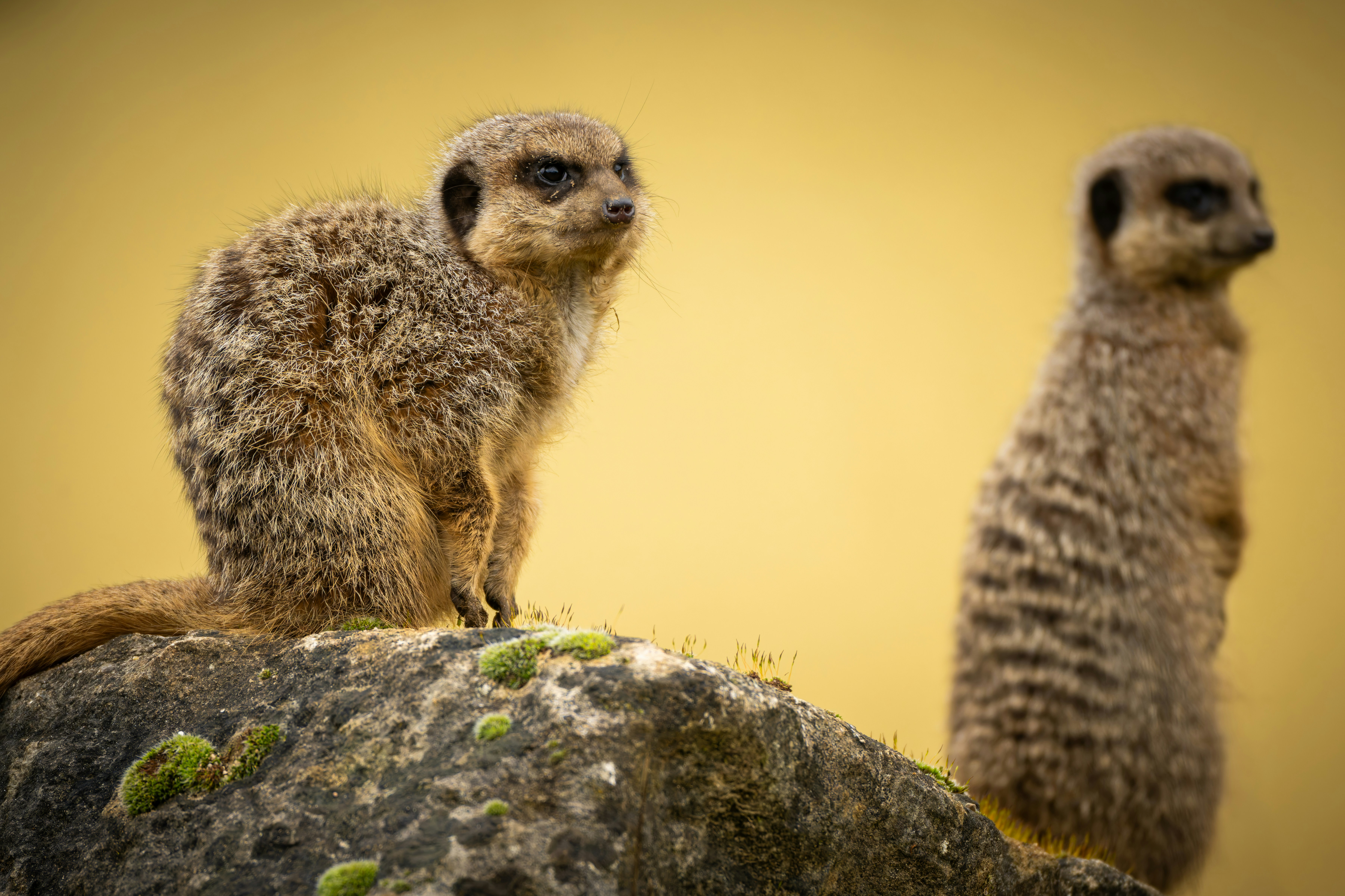 Two Sentinel Meerkats on Weathered Rock