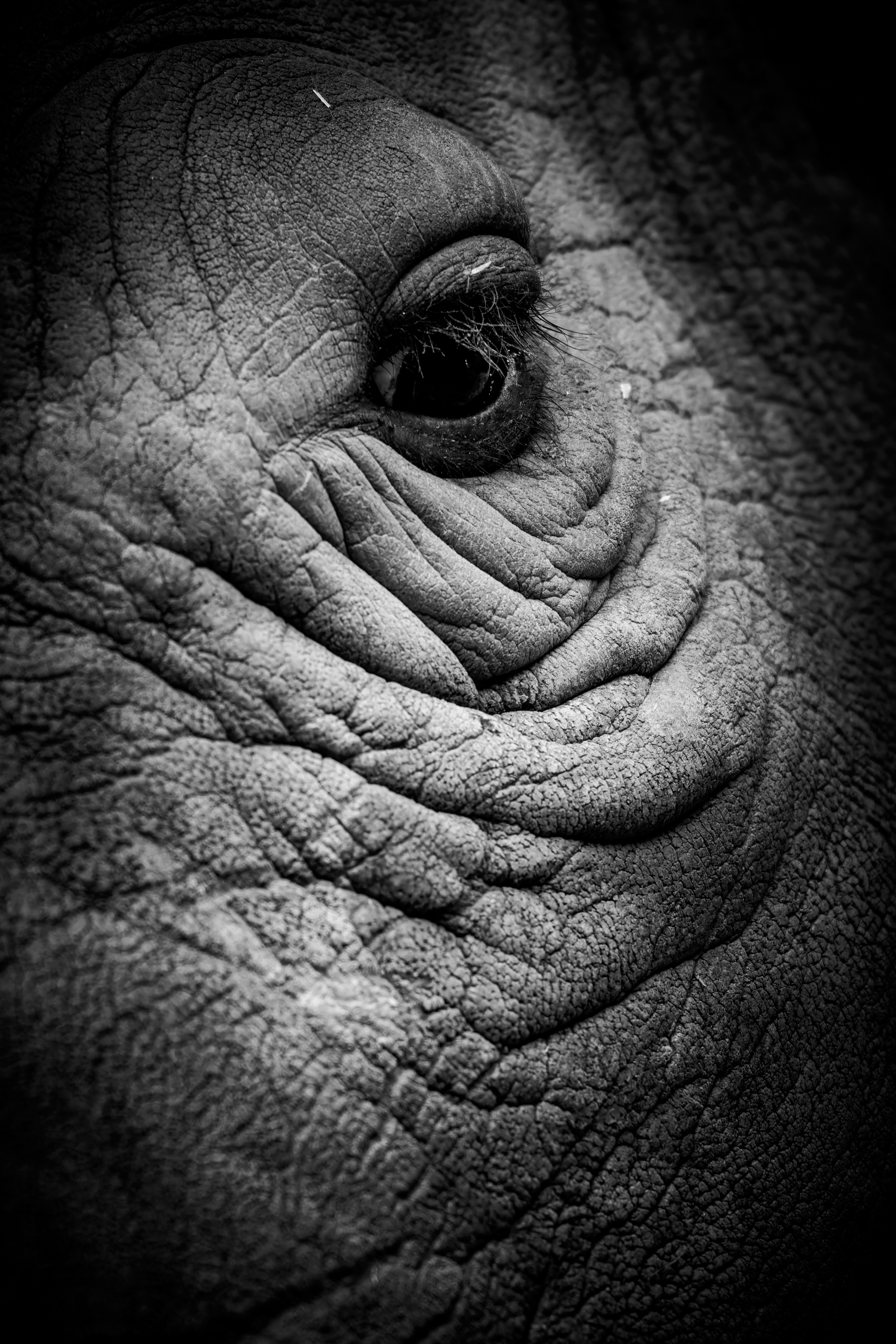 The Quiet Gaze: Elephant Skin Close-Up