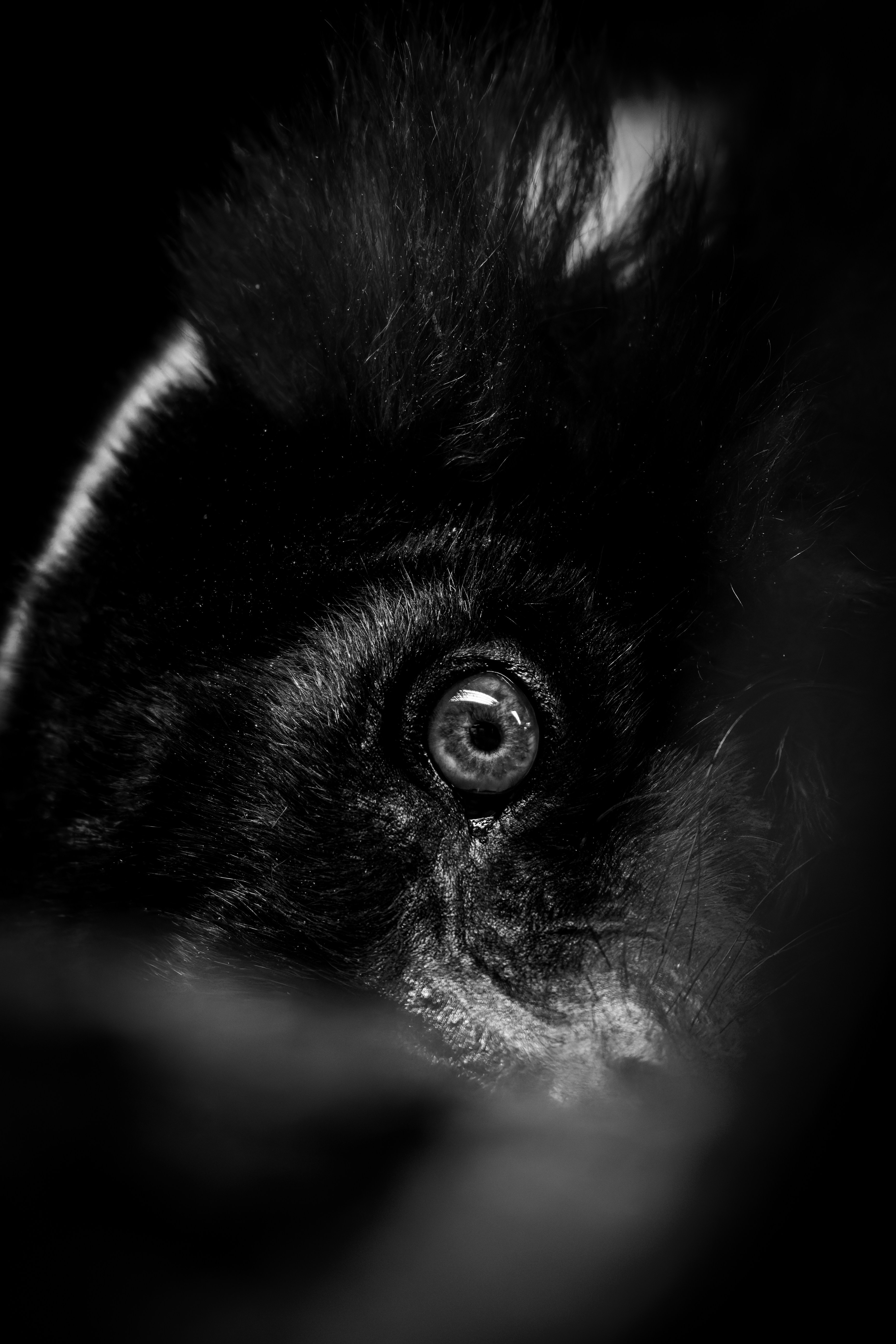 Midnight Gaze: A Single Eye in Sharp Focus
