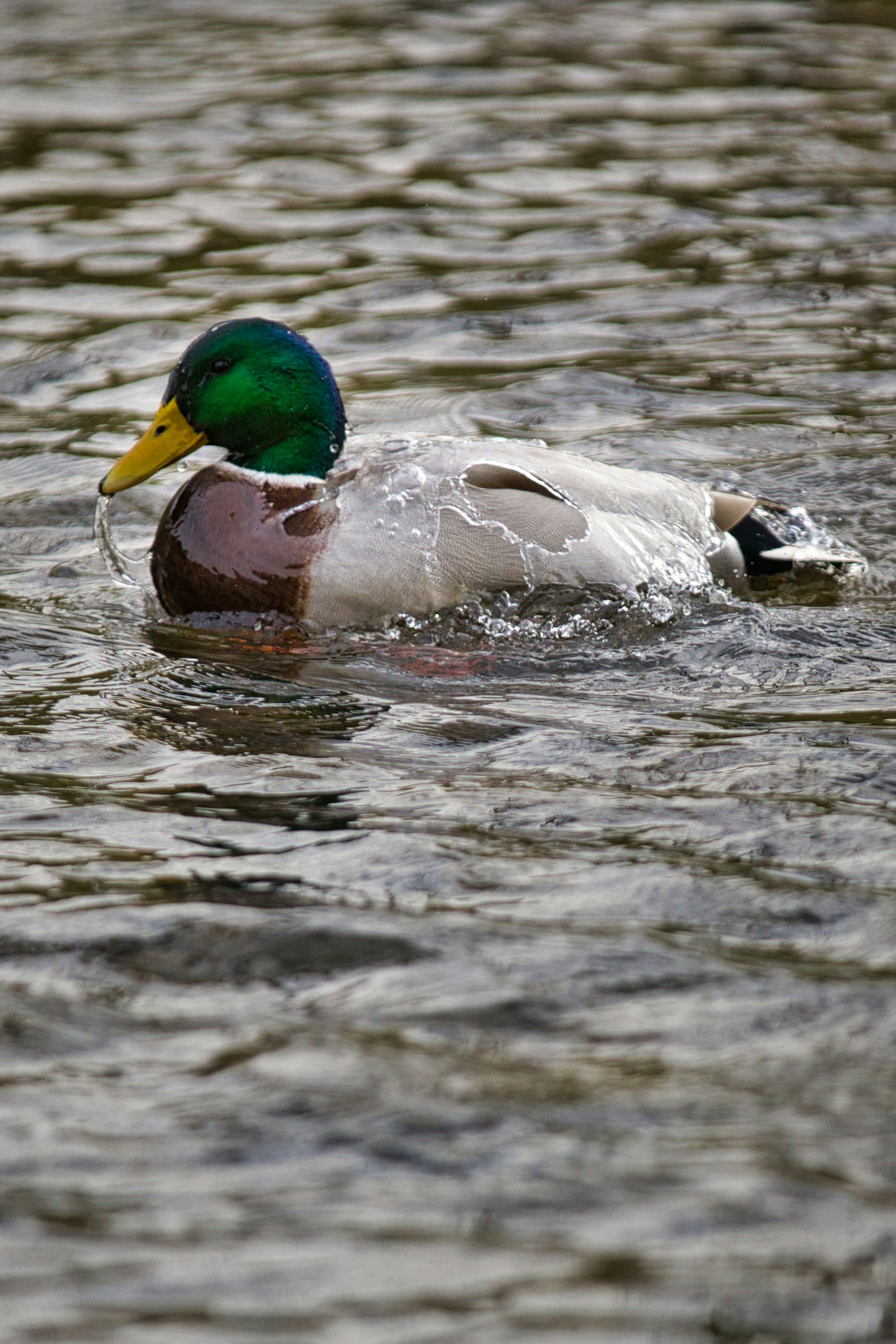 Emerald Crown on Rippling Water: A Mallard's Glide