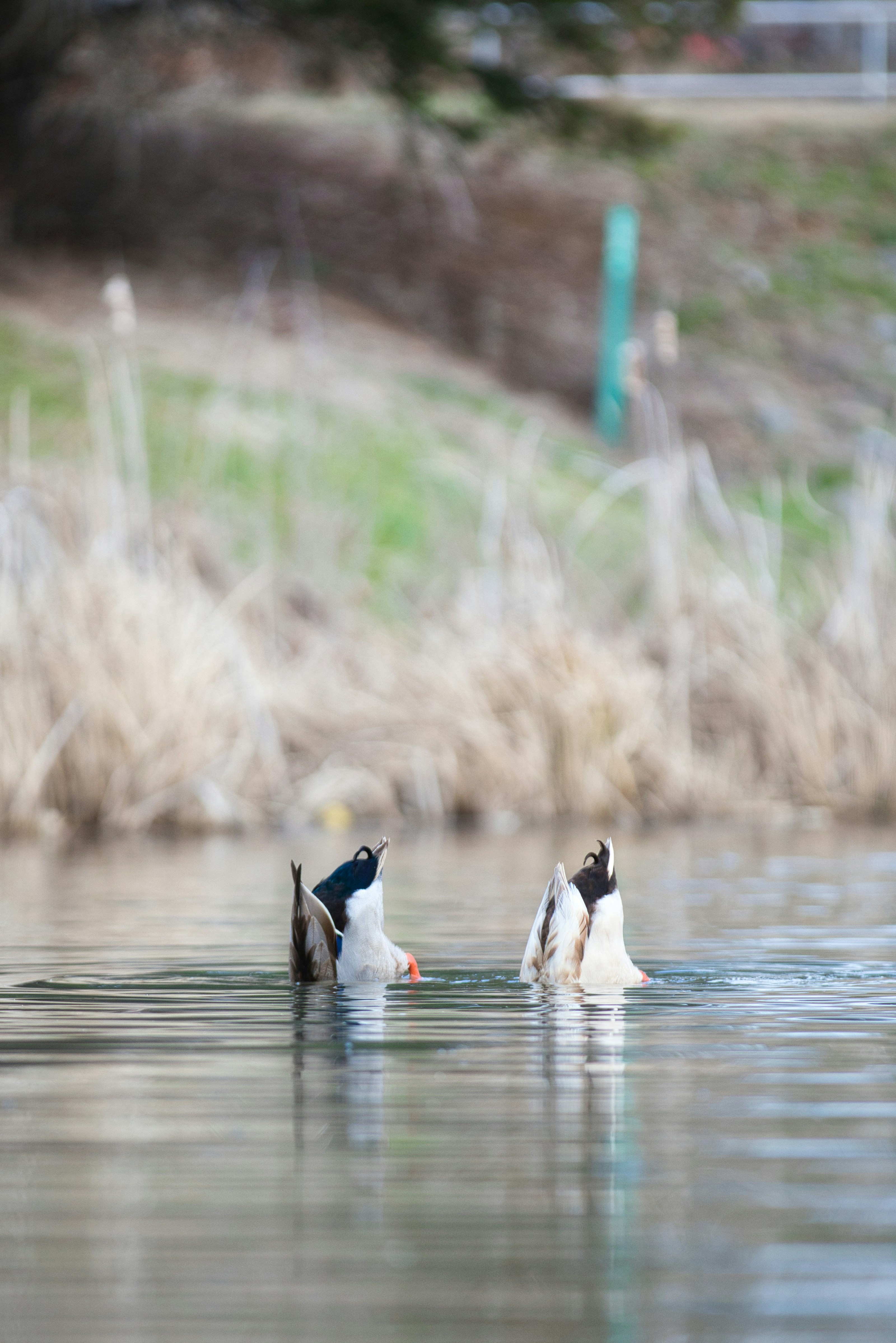 Dipping Duo: Upside-Down Heads Meet Calm Pond