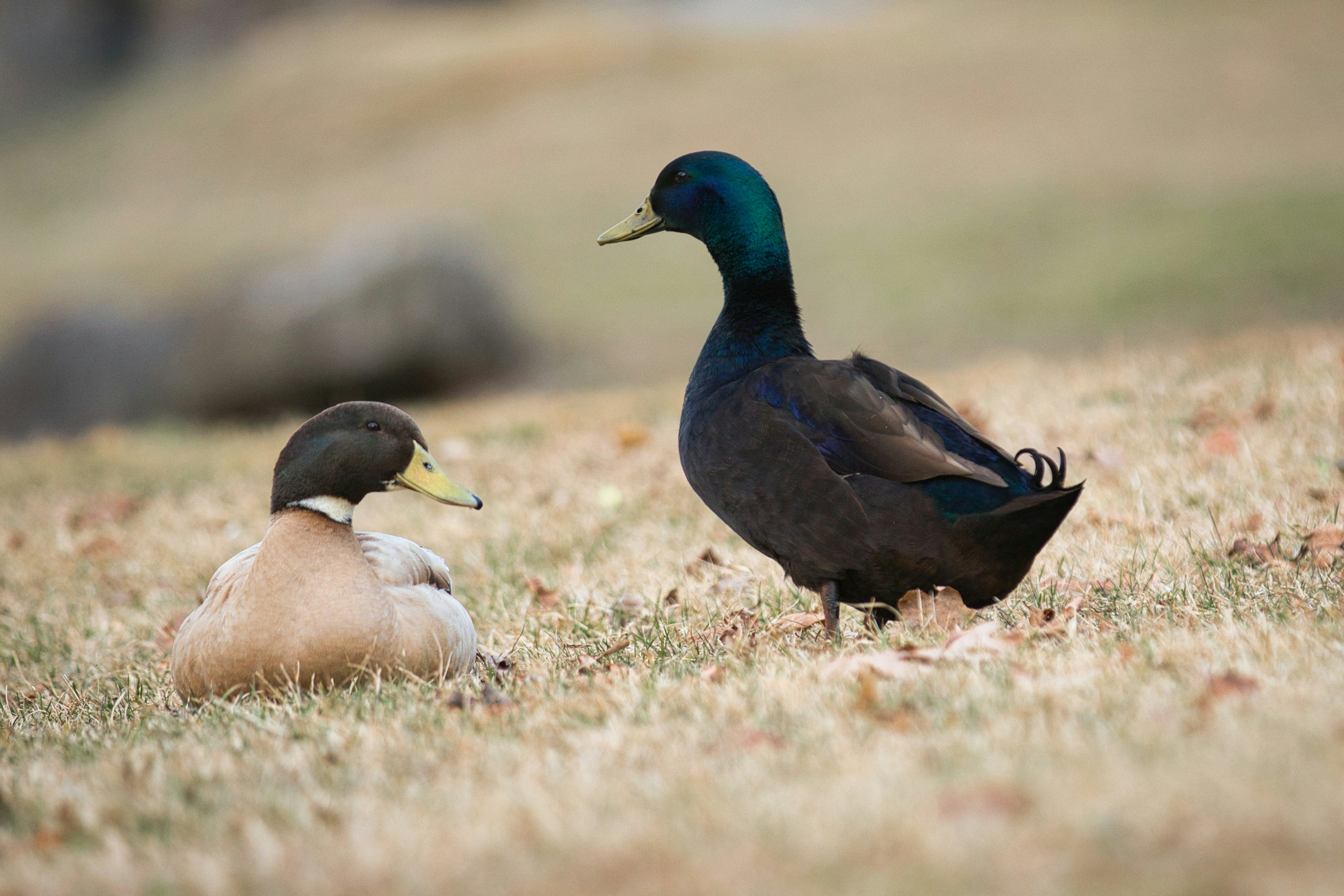 Territorial Standoff: A Mallard and a Drake Converse on Sunlit Grass