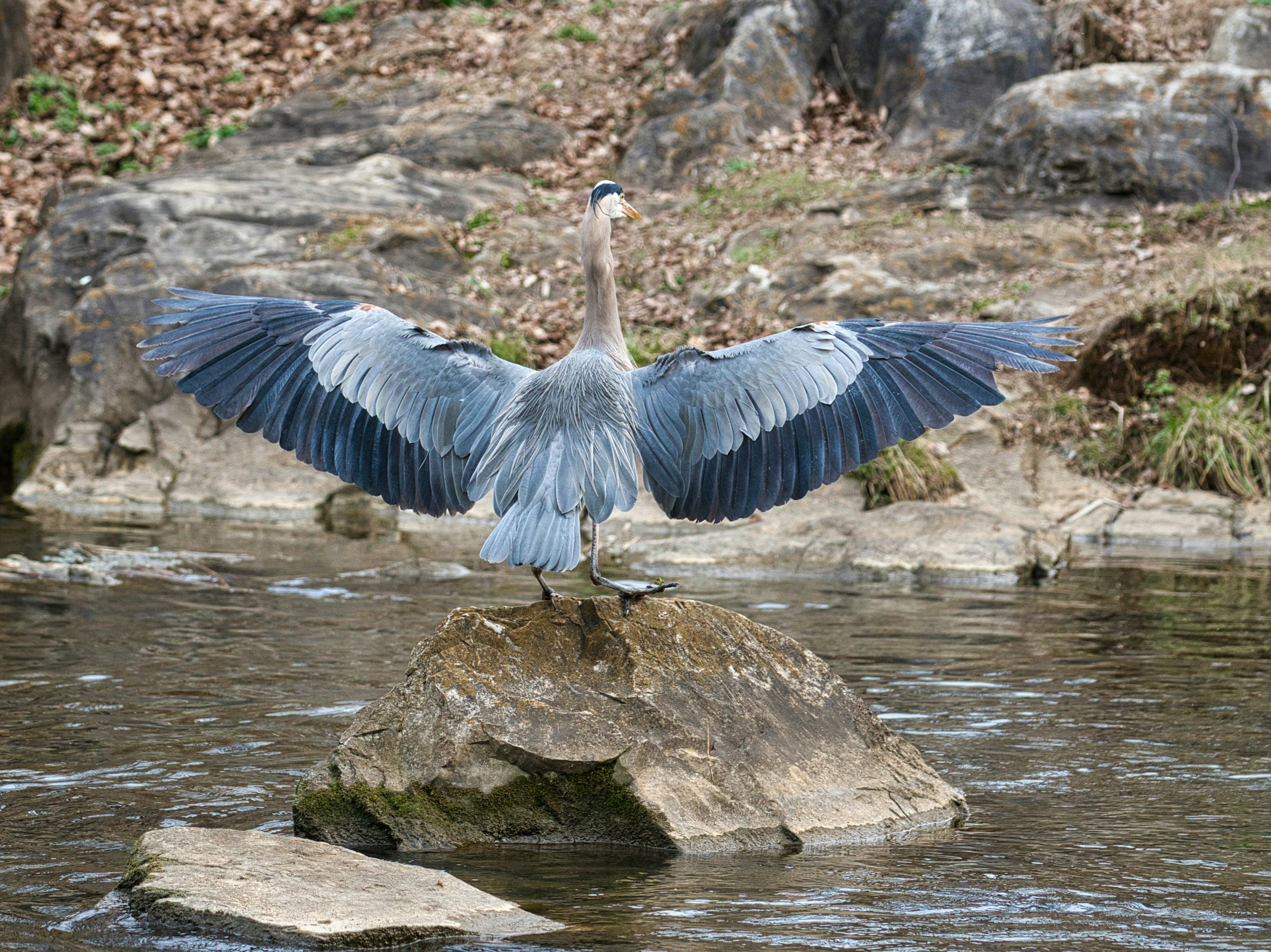 Blue-Gray Heron Spreads Wings on a Quiet Rock