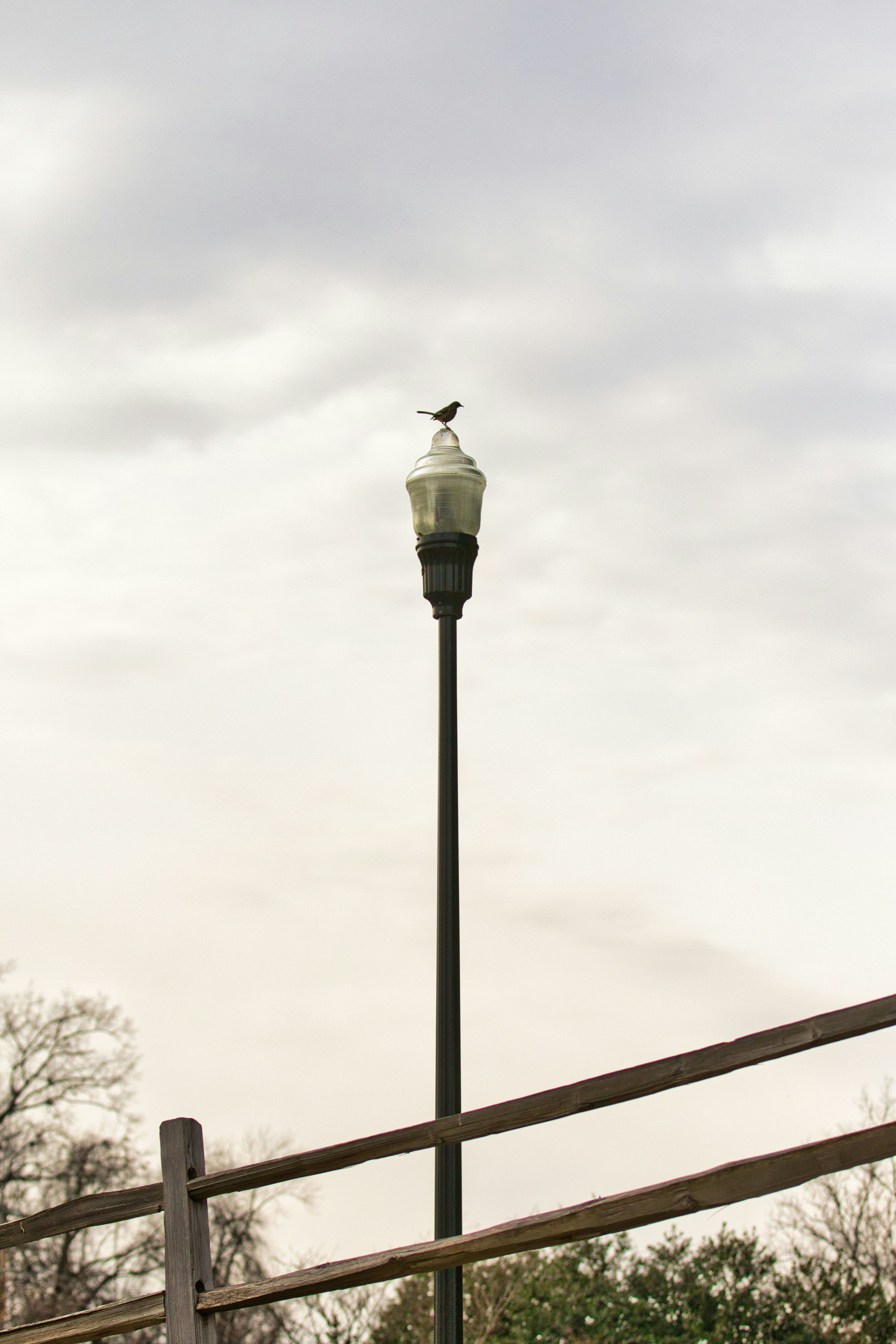 Lone Lamp Post with Bird Sentinel