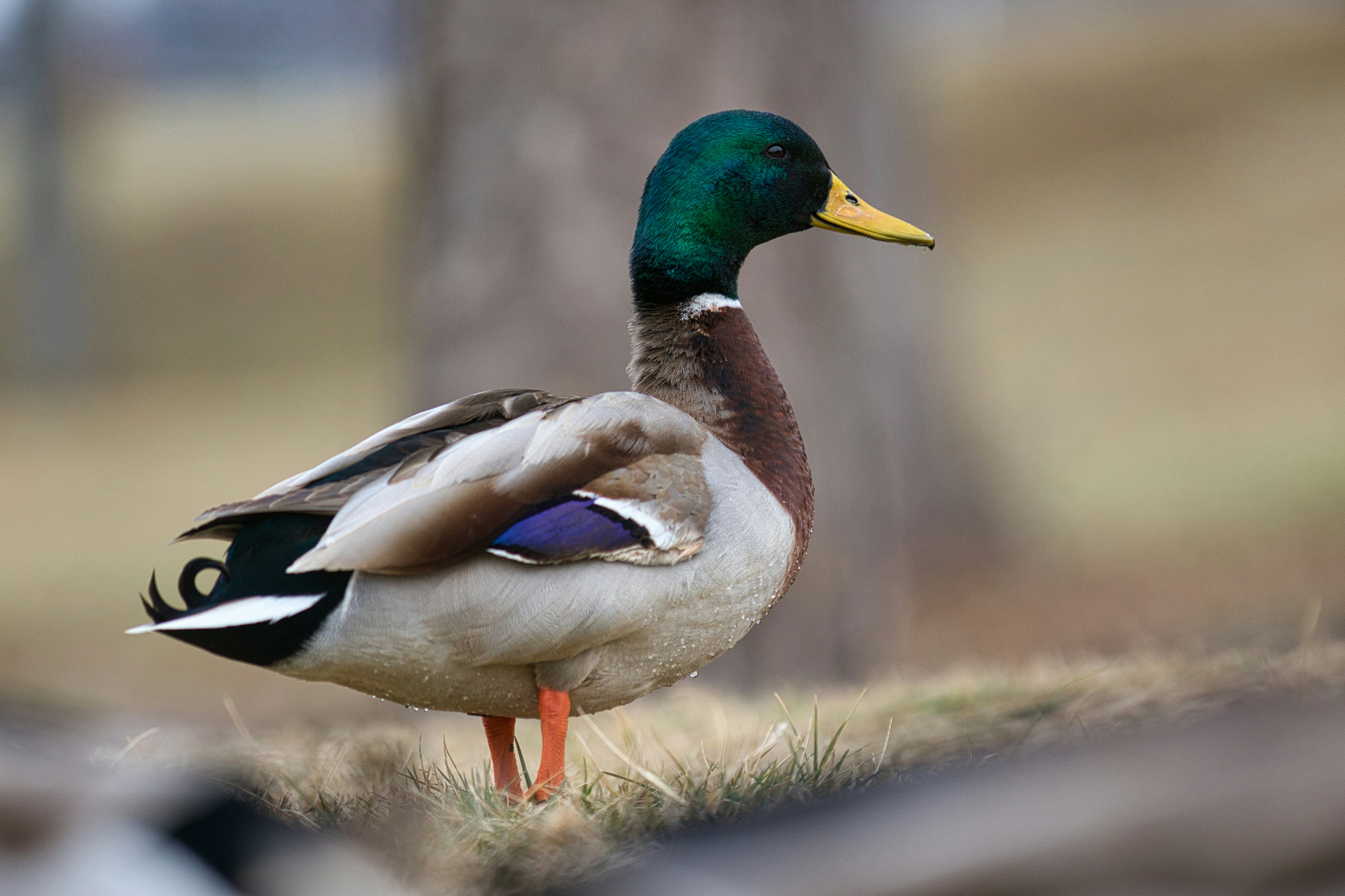 Neck tipped, emerald gaze: a mallard in soft focus