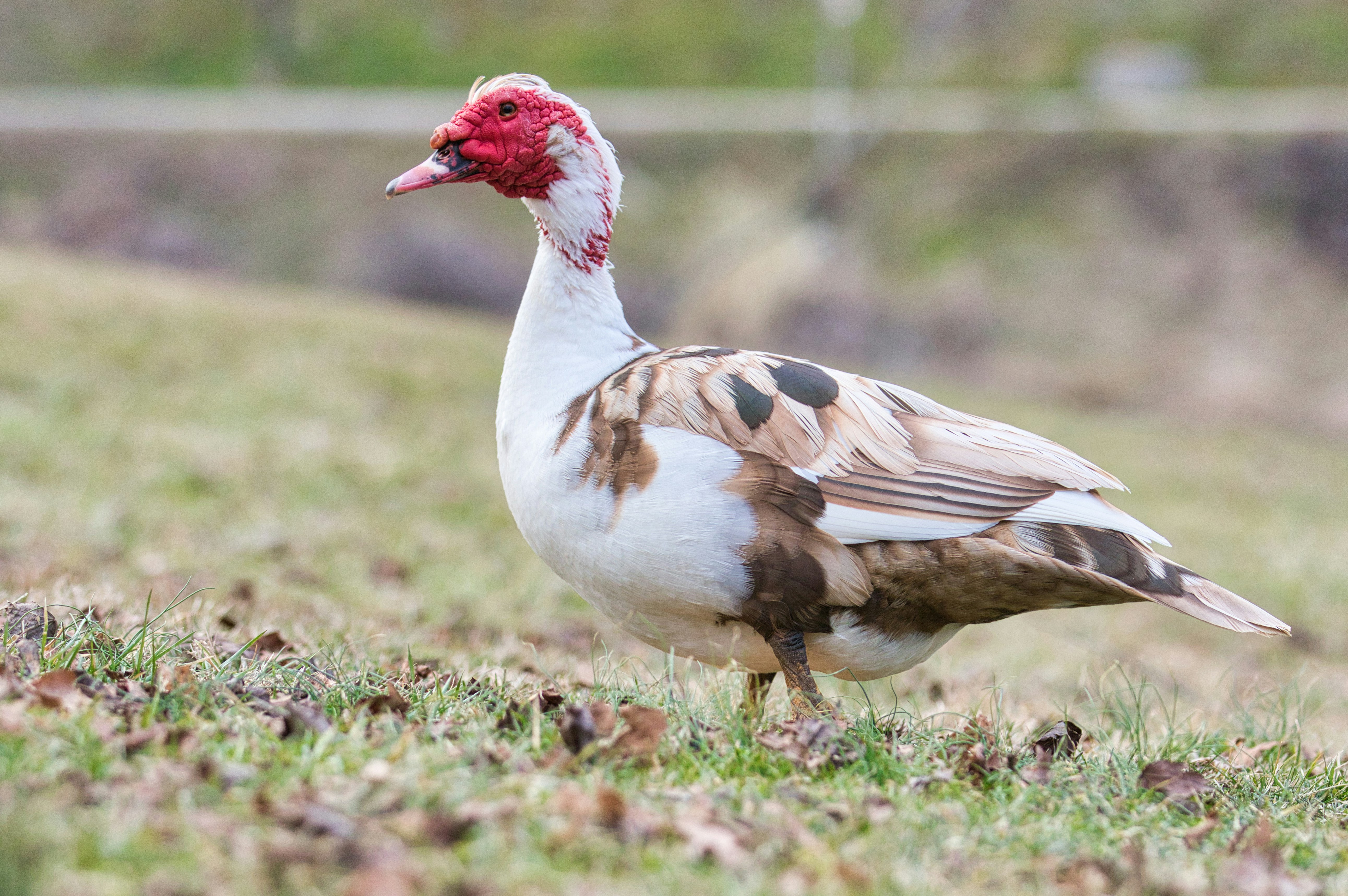 Red-Headed Grazer: A Wild Duck Pauses in Muddy Field